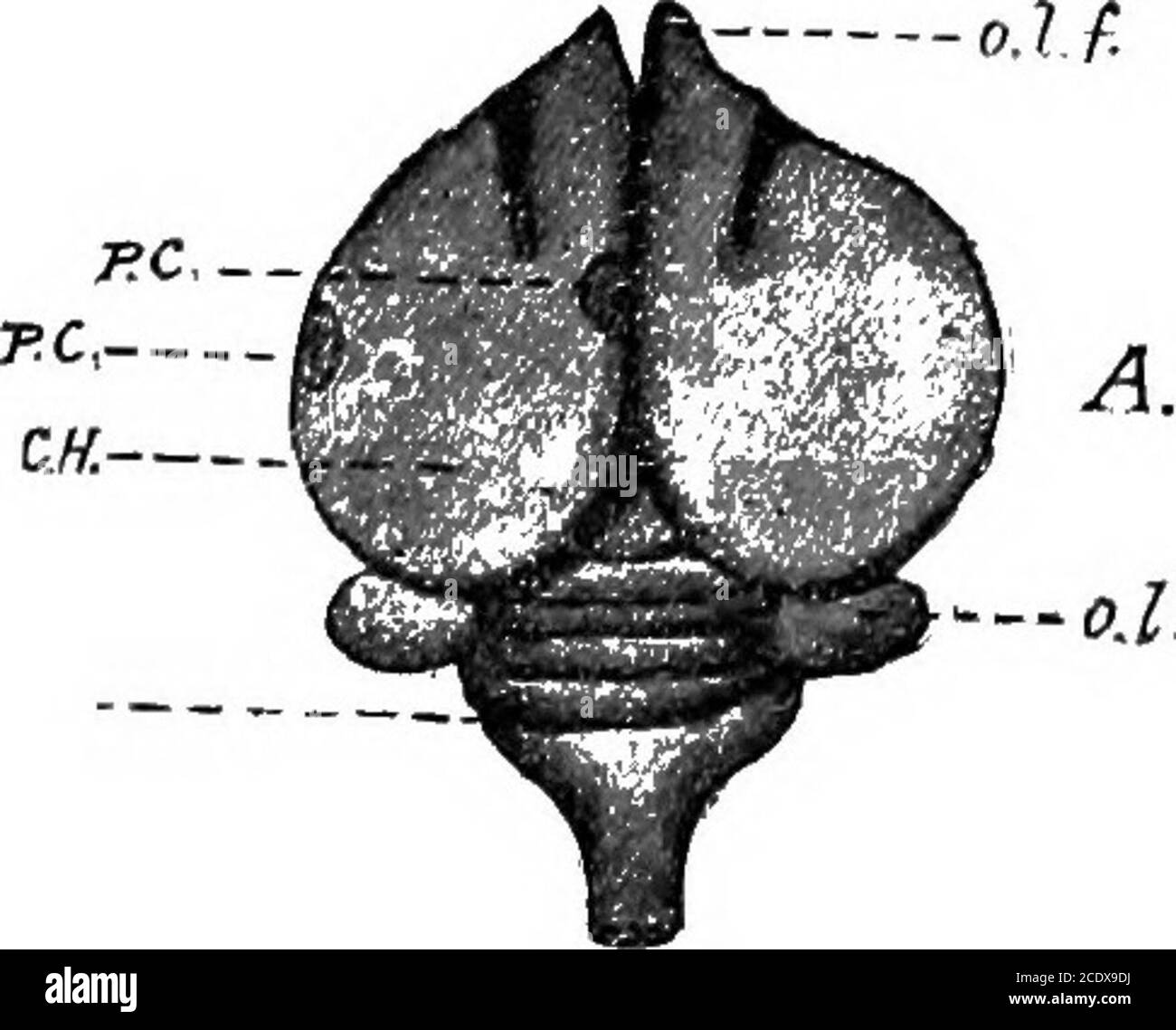 Levolution des couches Banque d'images noir et blanc - Alamy