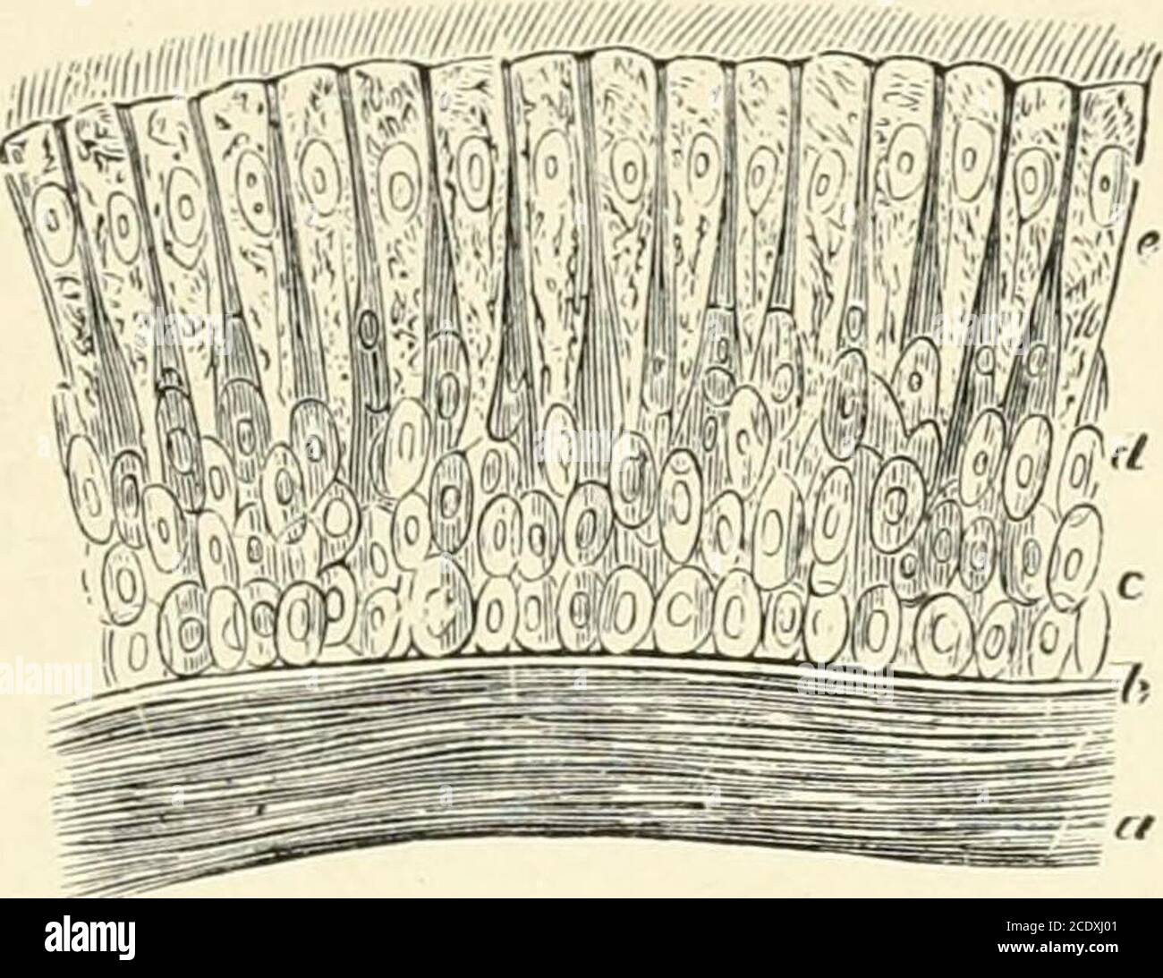 Musculeuse muqueuse Banque de photographies et d’images à haute ...