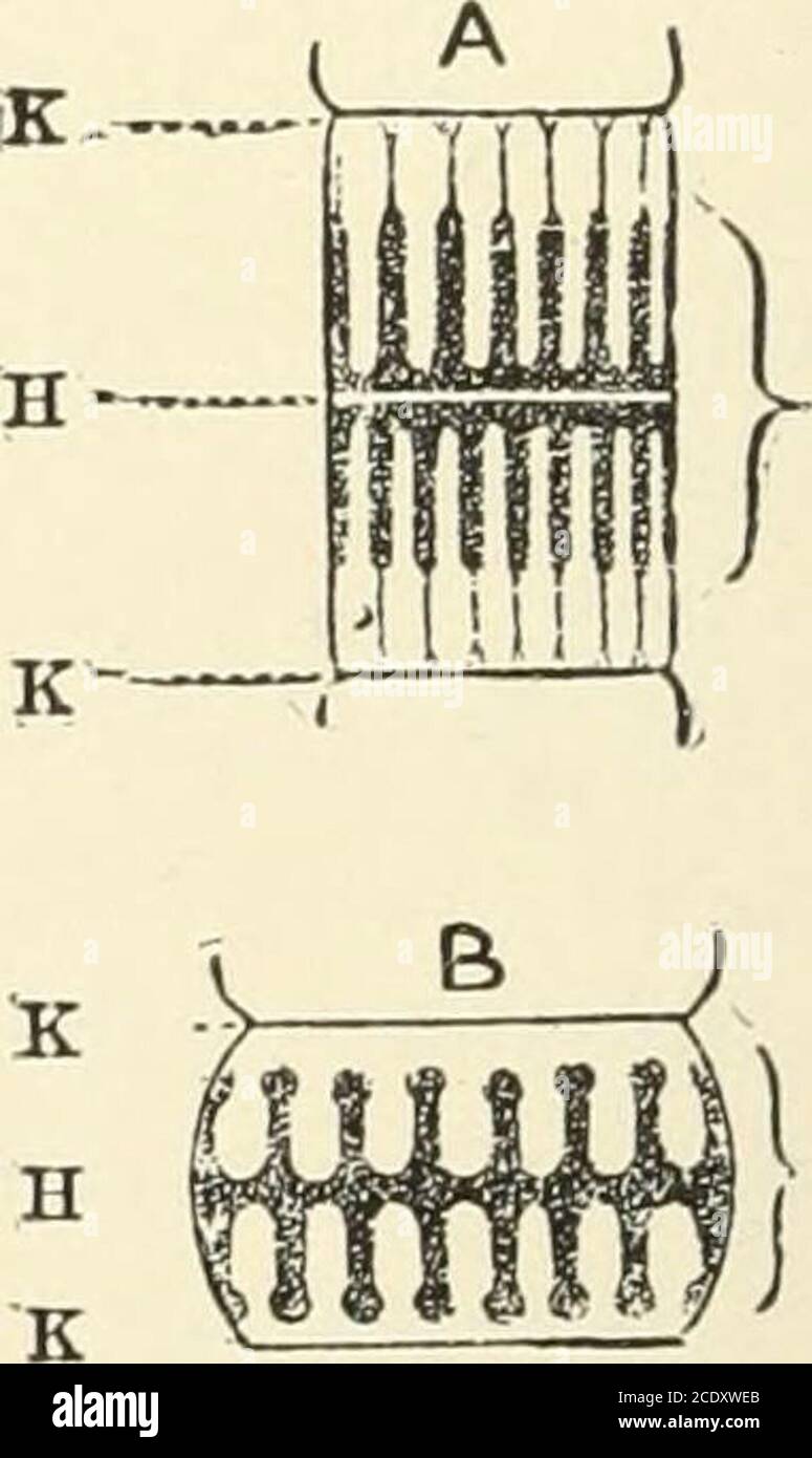. Manuel de physiologie de Kirkes . Figure 74.—diagramme du segment de ...