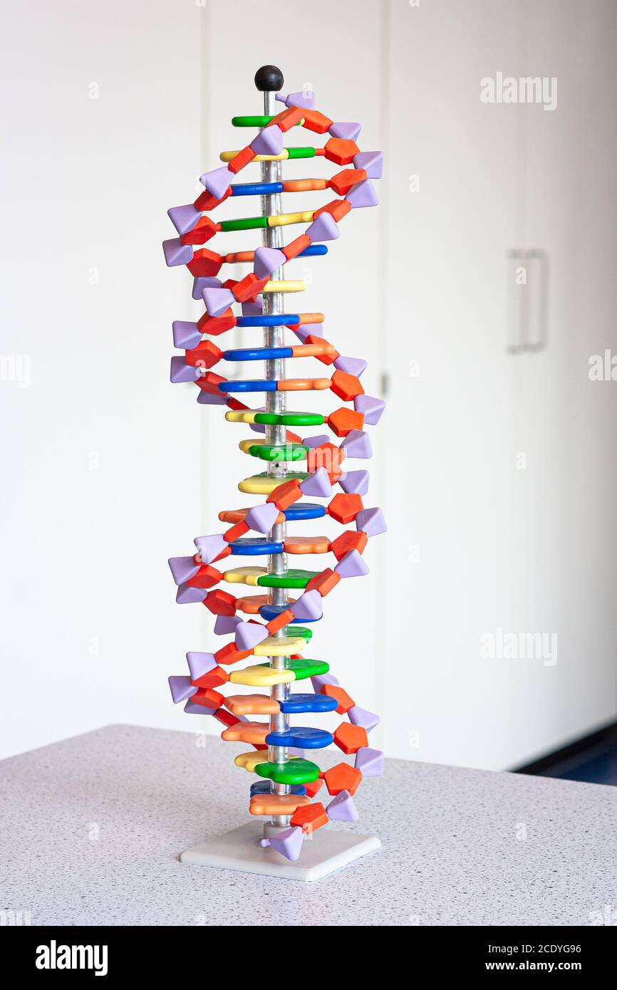 Modèle de structure de l'ADN. Molécule composée de deux chaînes qui s ...