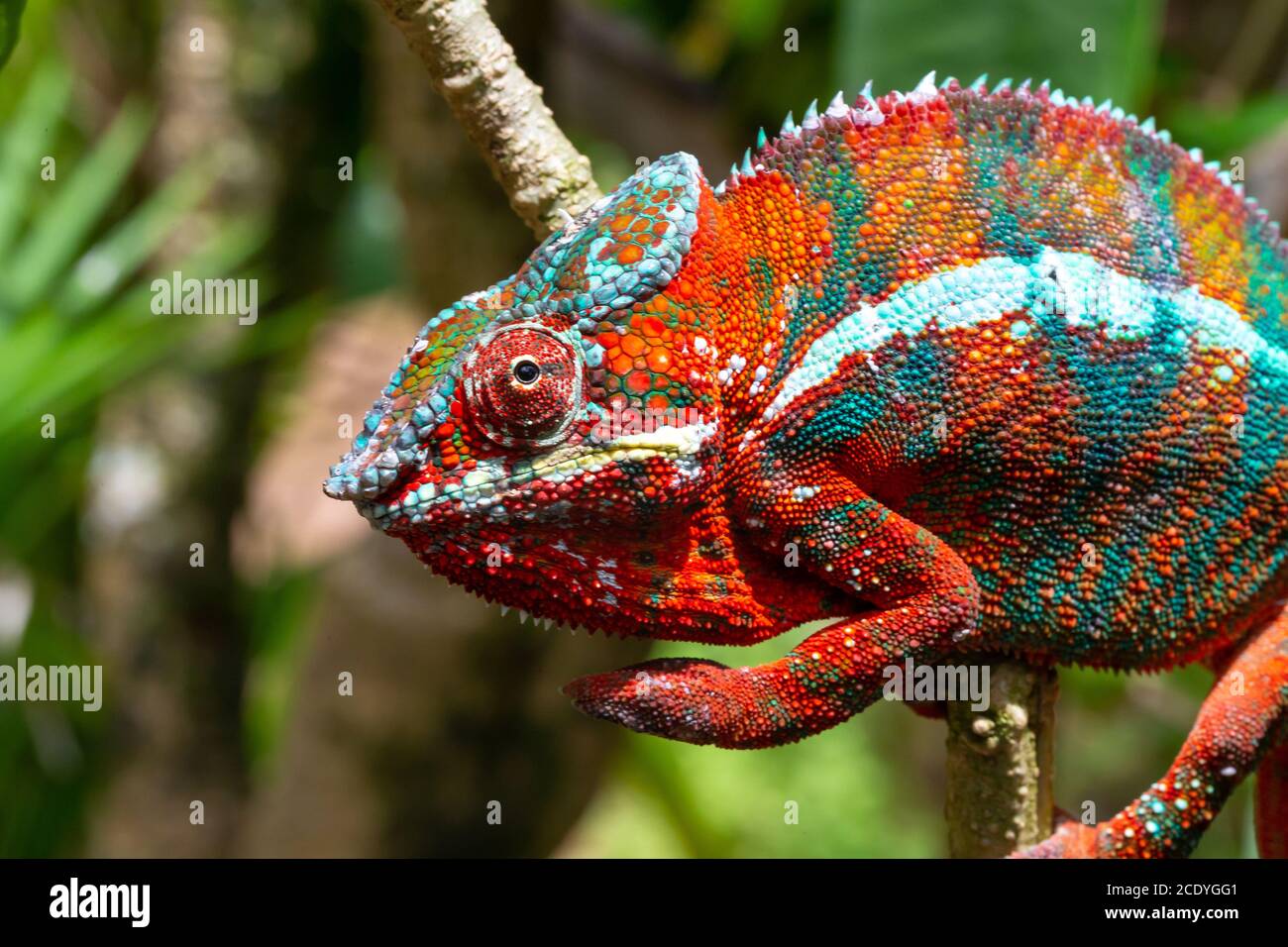 Red chameleon Banque de photographies et d’images à haute résolution ...