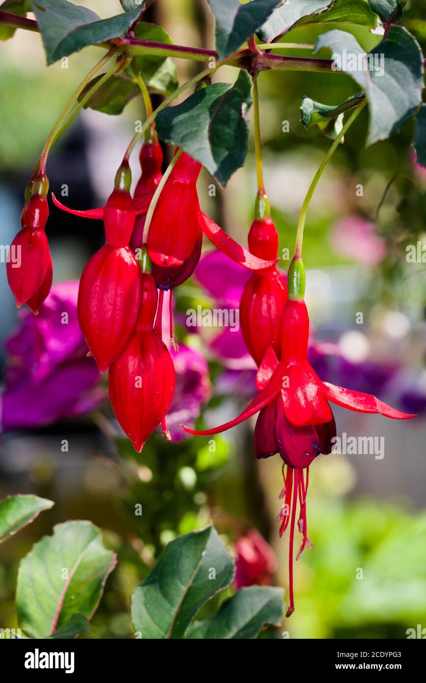 Fuchsias de fuite Banque de photographies et d’images à haute ...