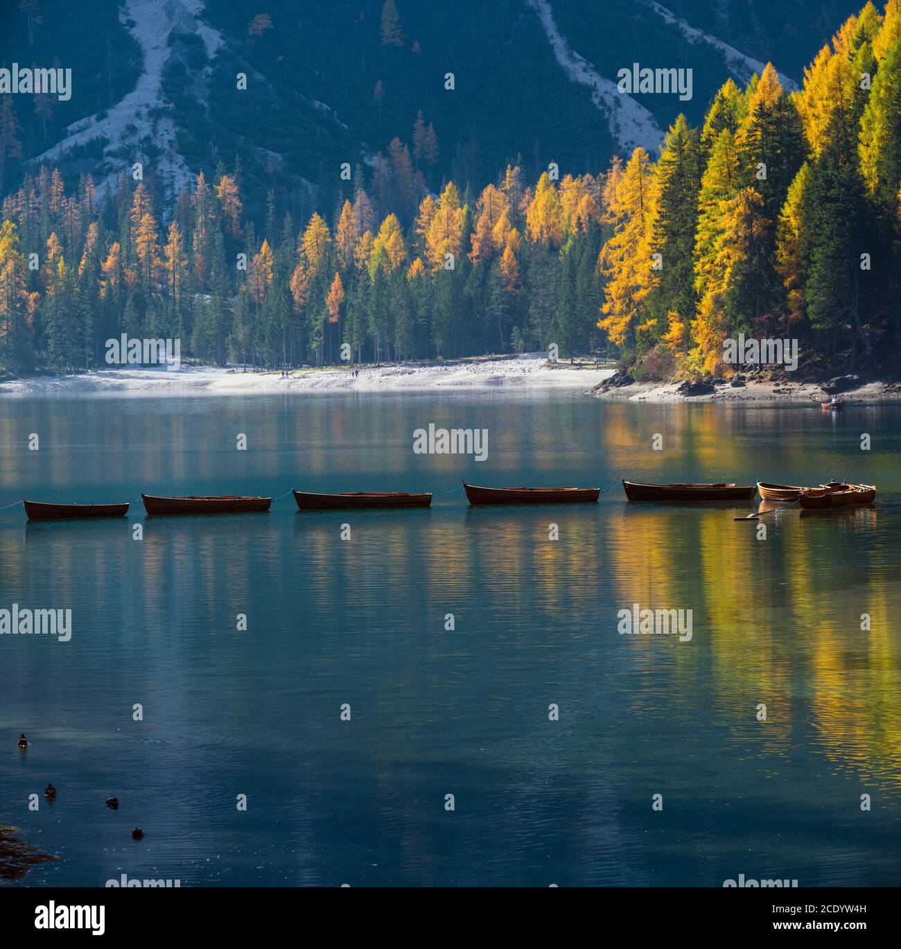 Automne paisible lac alpin Braies ou Pragser Wildsee. Parc national de ...