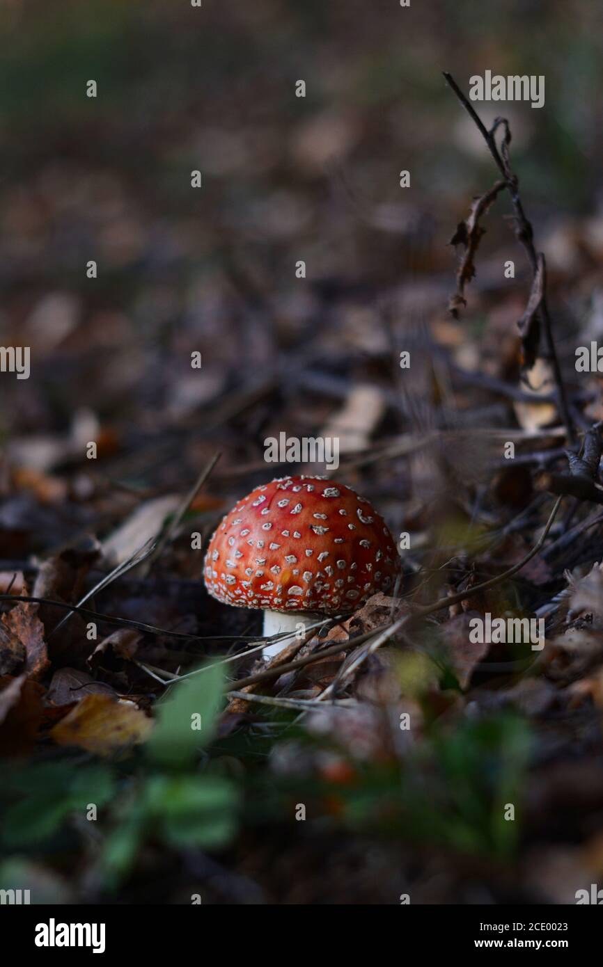 Champignons rouges avec des taches blanches Banque de photographies et ...