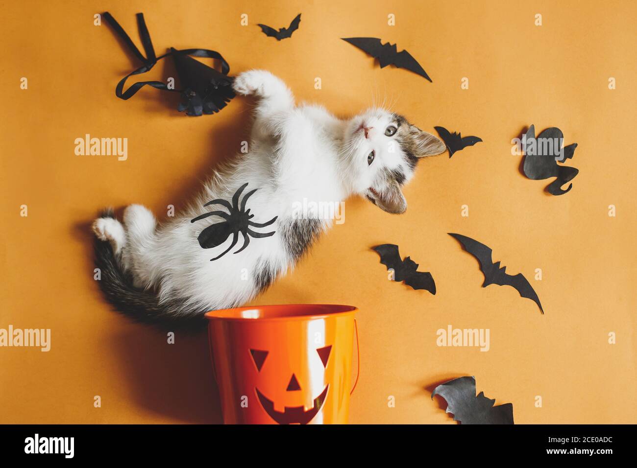 Chauves souris endormie Banque de photographies et d’images à haute ...