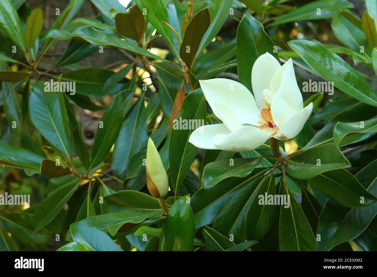Ficus magnolia Banque de photographies et d’images à haute résolution ...