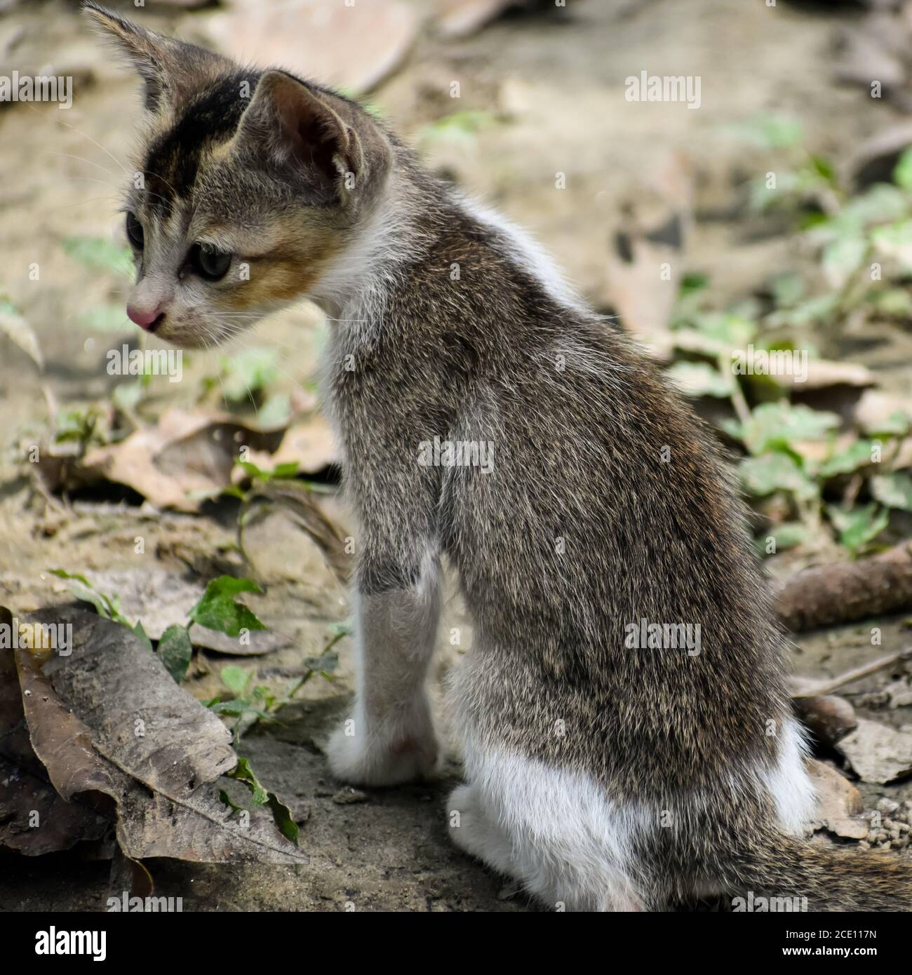 Ours brun assis sur la plage Banque de photographies et d’images à ...