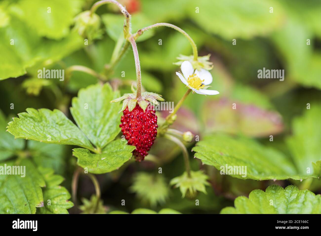Vue rapprochée macro du Bush sauvage de fraise isolé. Baies rouges et ...