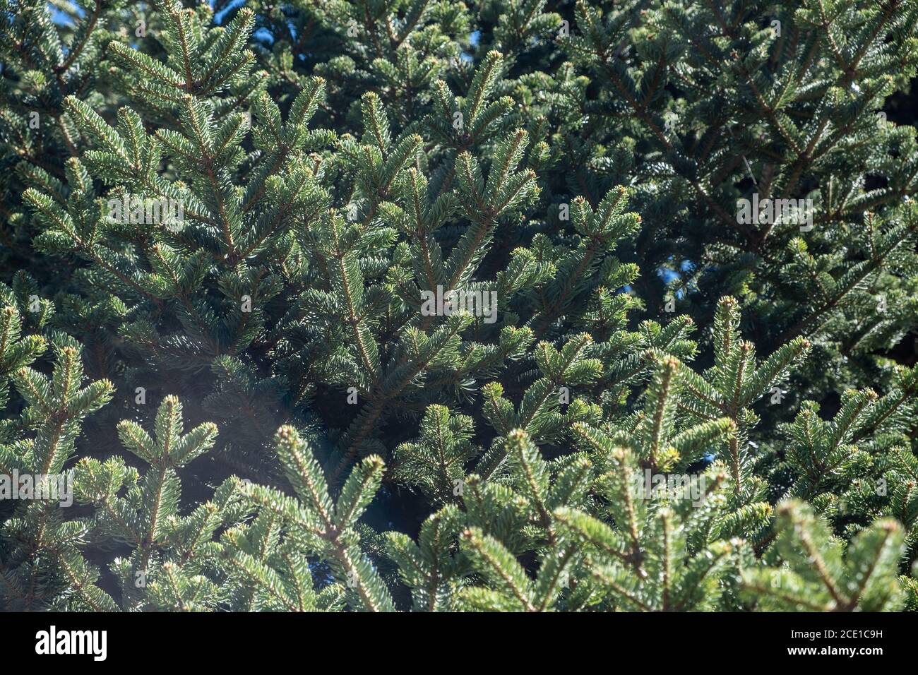 Arrière-plan de sapin d'épinette, texture, jour ensoleillé dans la ...