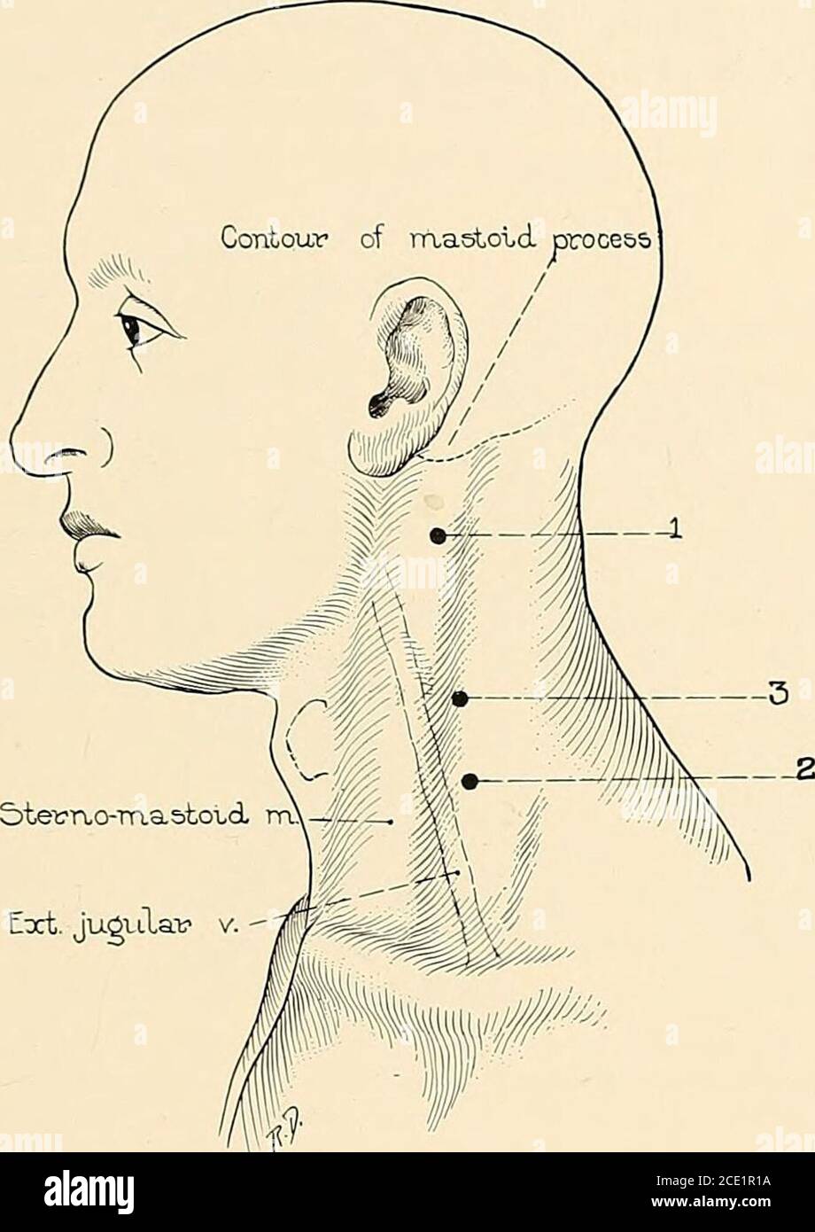 Transverse cervical nerve Banque de photographies et d’images à haute ...
