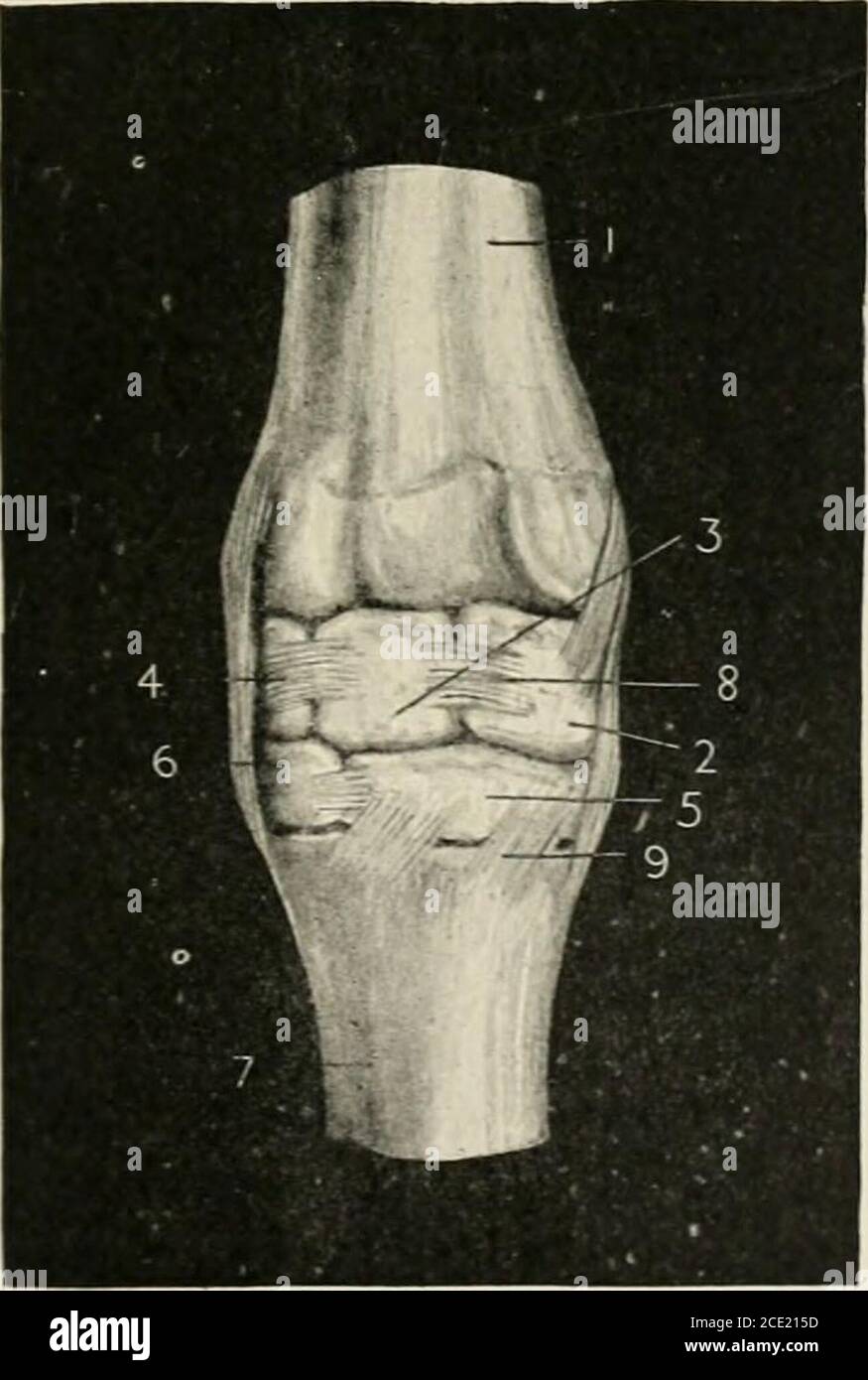 Articulation humérus radius cheval Banque de photographies et d’images ...