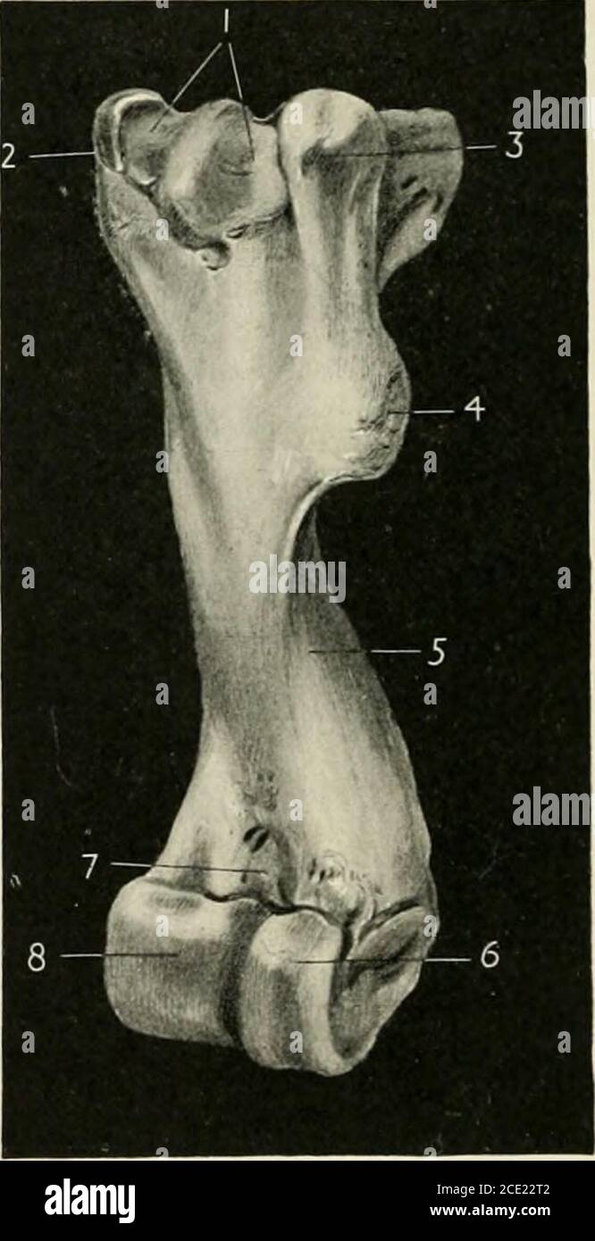 Humérus du cheval Banque de photographies et d’images à haute ...