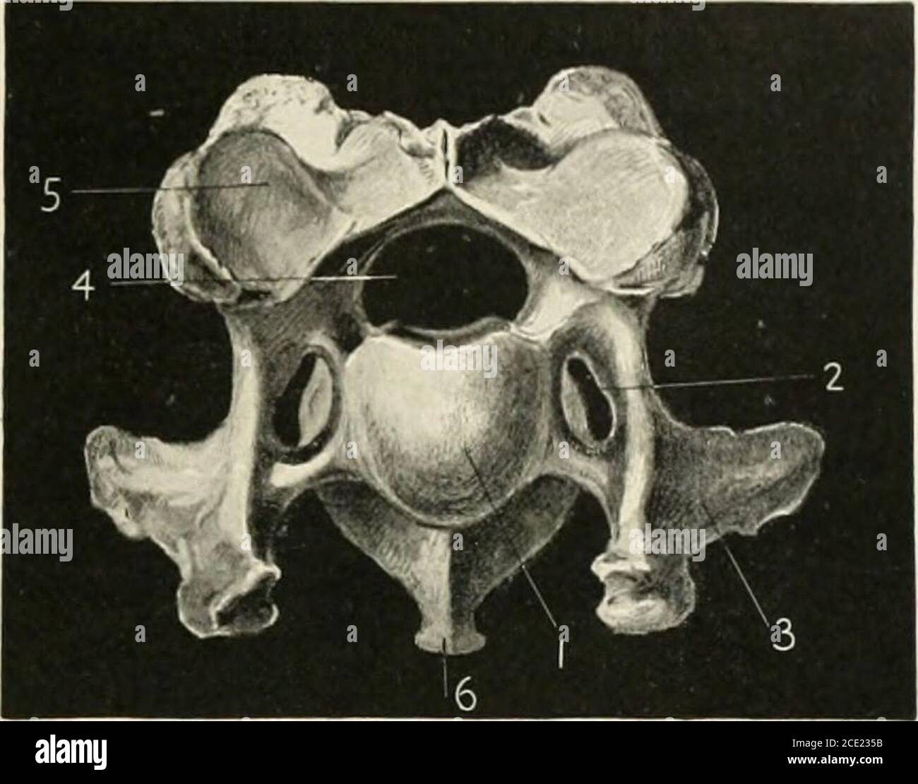 Intervertebral foramen Banque de photographies et d’images à haute ...