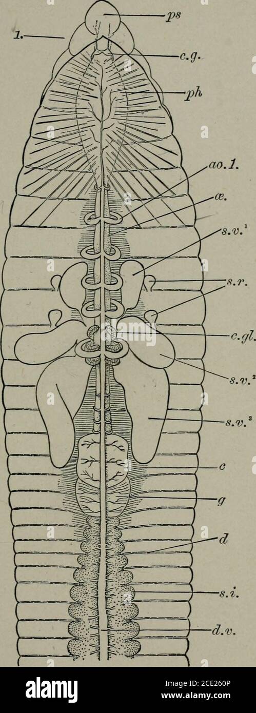 . Biologie . tubes, le coelome et les thédésepiments, a, boucles ...