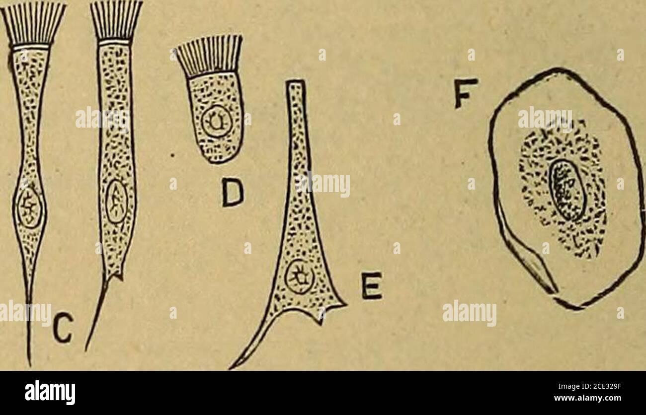 . Un traité sur l'anatomie pratique: Pour les étudiants en anatomie et ...