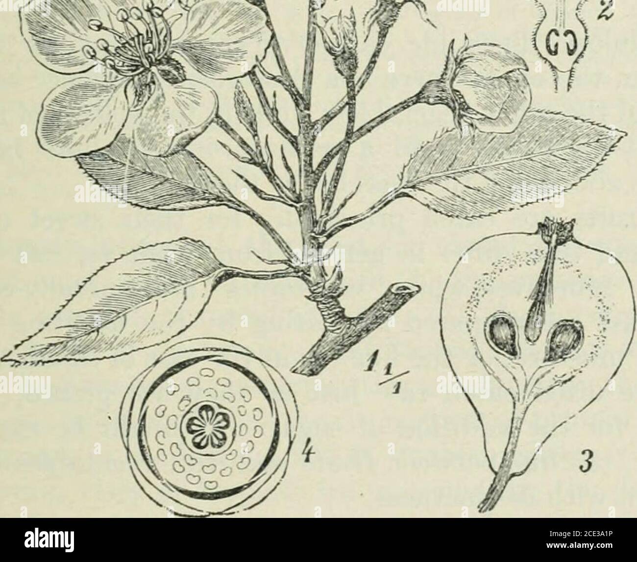 Family tree diagram Banque de photographies et d’images à haute ...