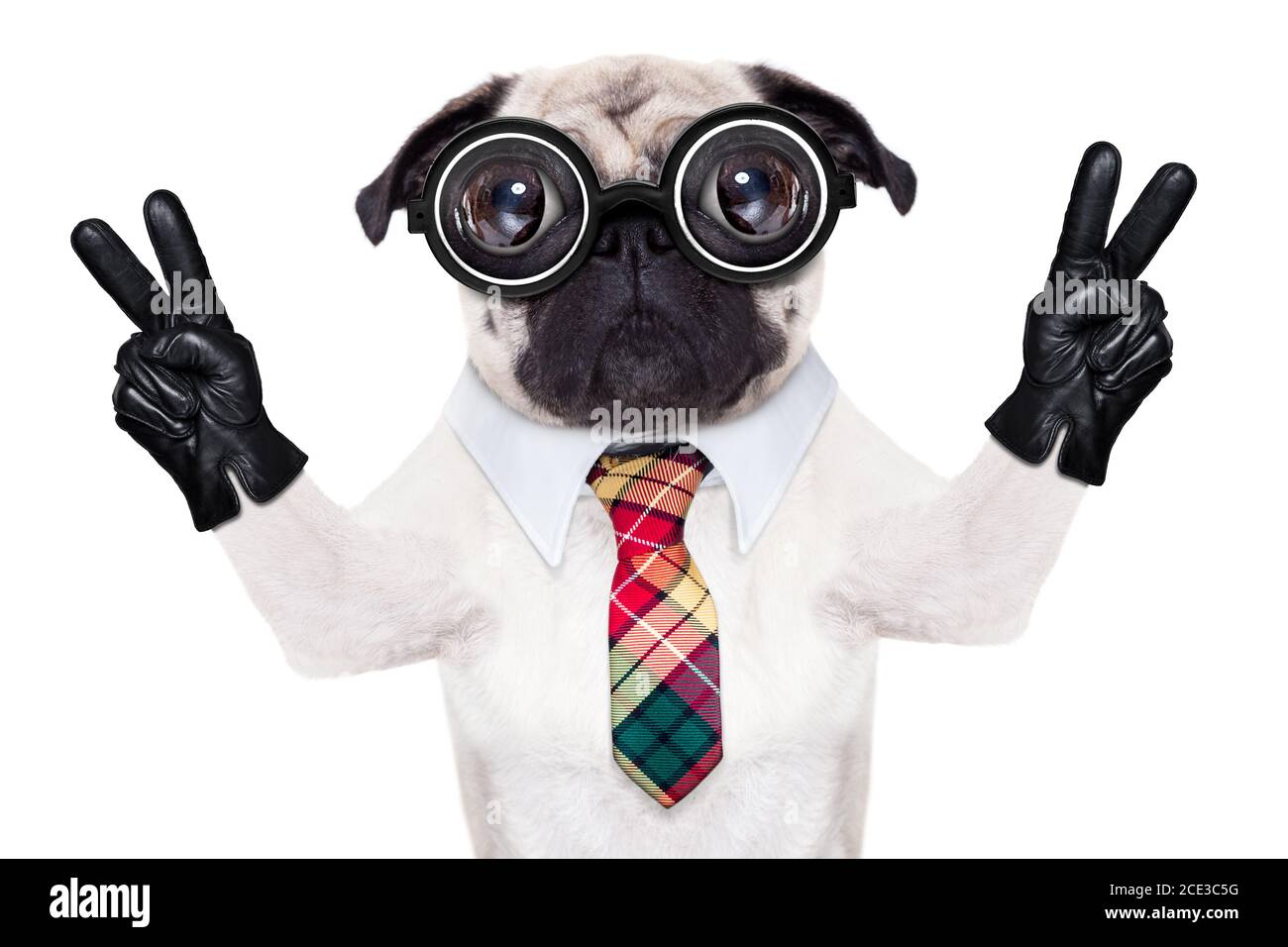 Fou cool Banque de photographies et d’images à haute résolution - Alamy