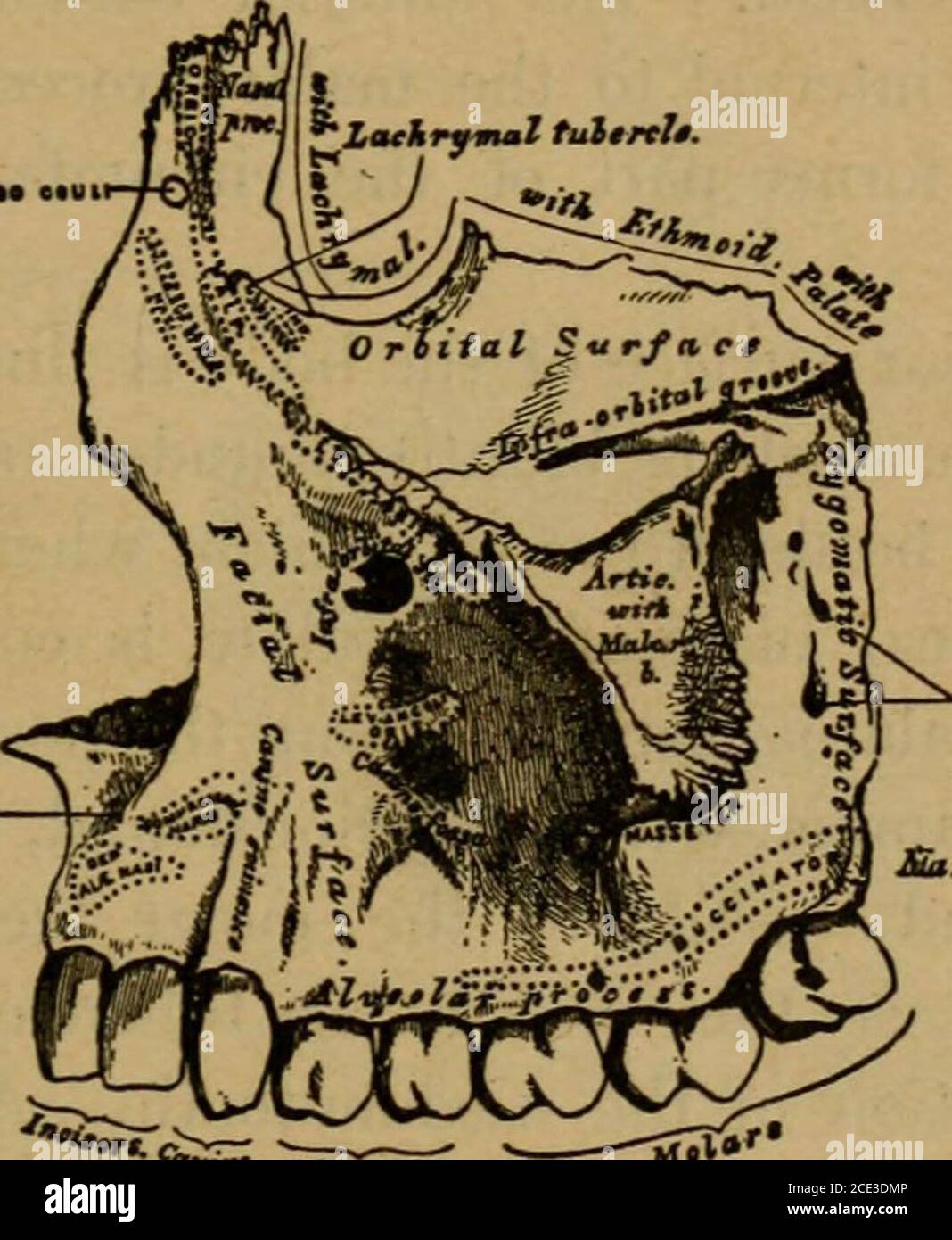 . Un traité sur l'anatomie pratique: Pour les étudiants en anatomie et ...