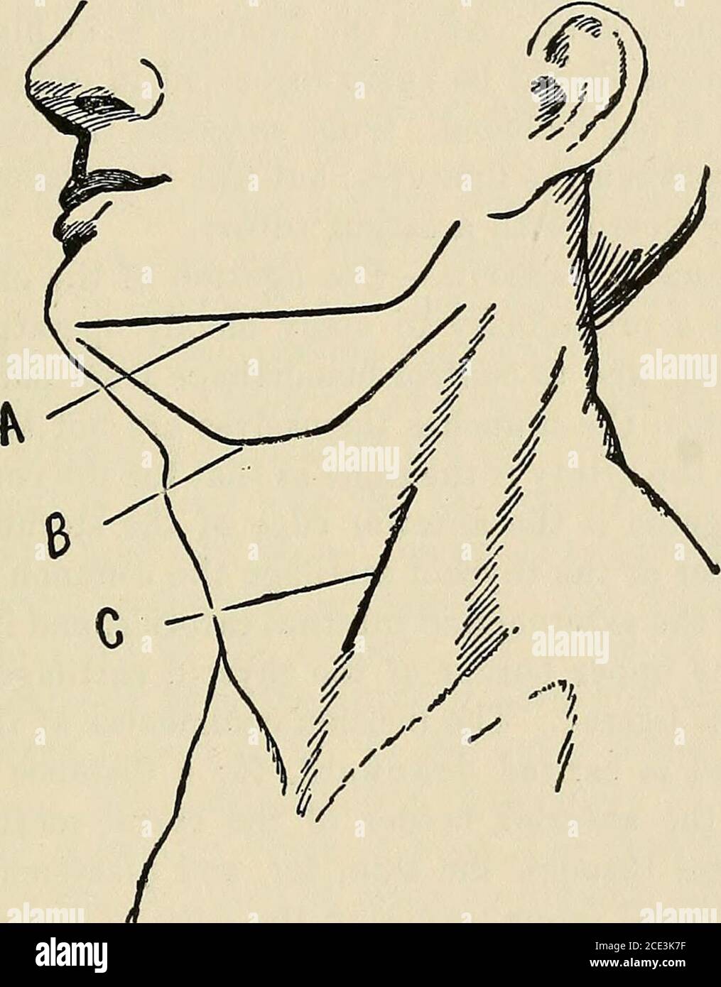 Clavicular Articulation Banque d'image et photos - Alamy