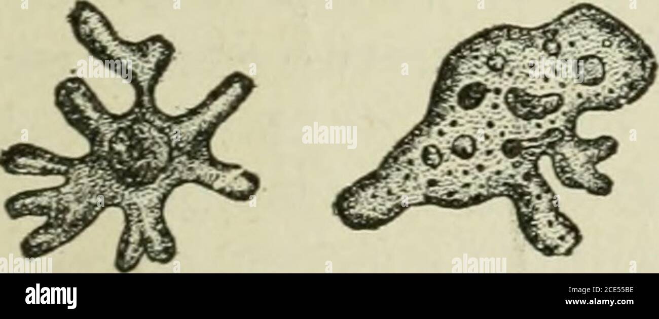 . Zoologie pour débutants . (Fig. 10.) Les pseudopodes sont-ils ...