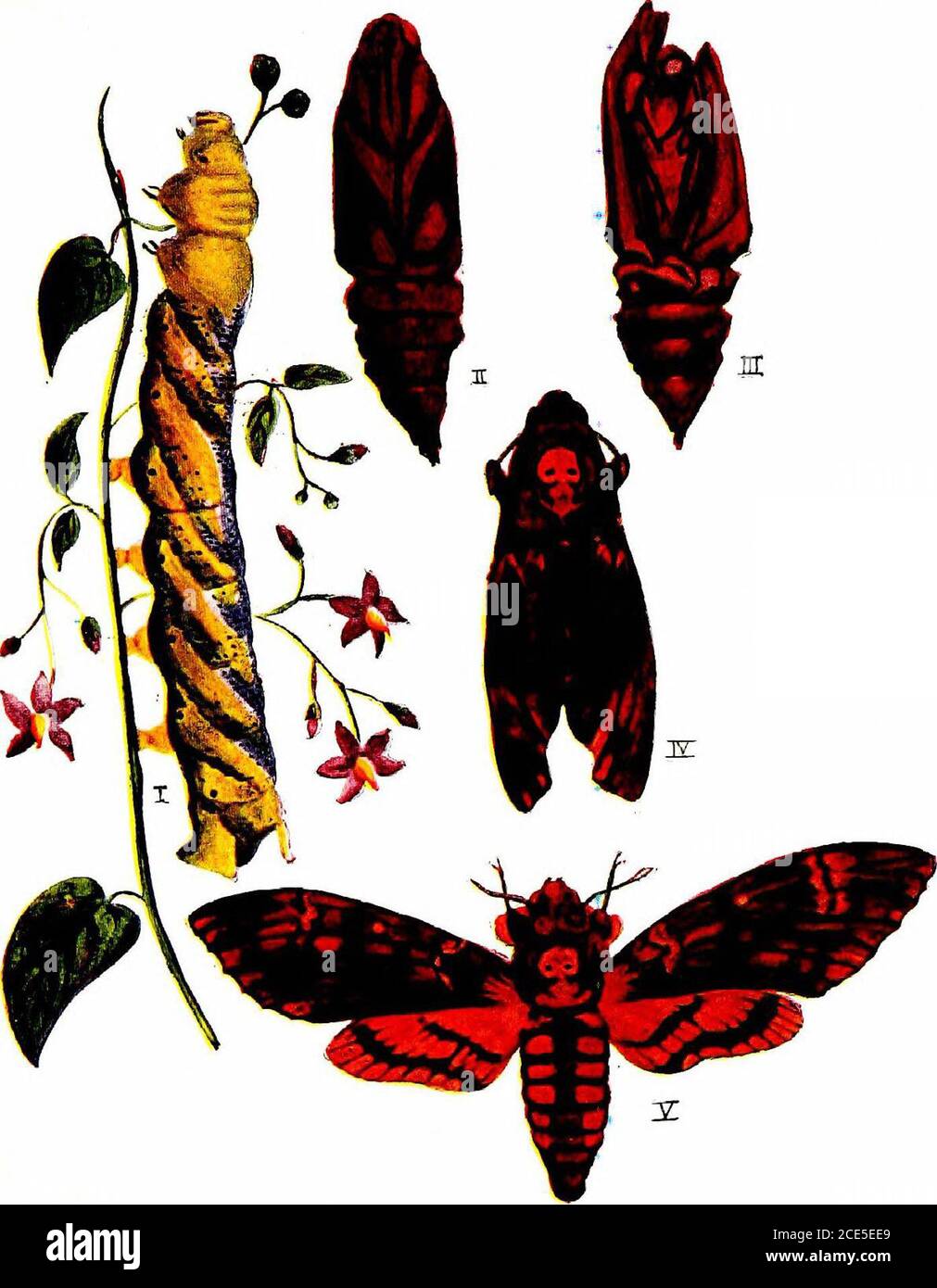 Cuticule de la chenille Banque de photographies et d’images à haute ...