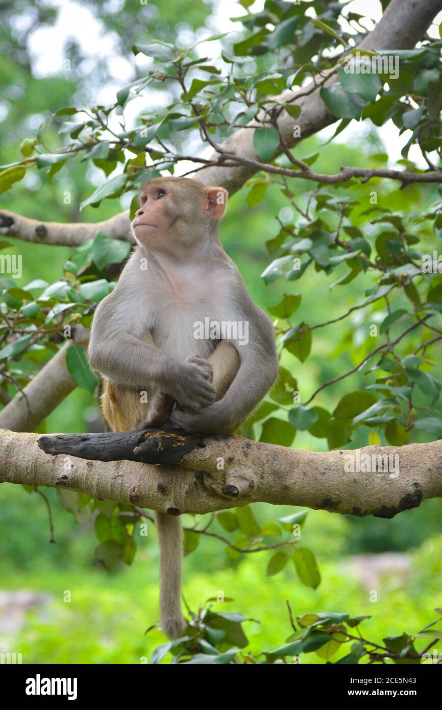 Jeune singe sur un arbre Banque de photographies et d’images à haute ...
