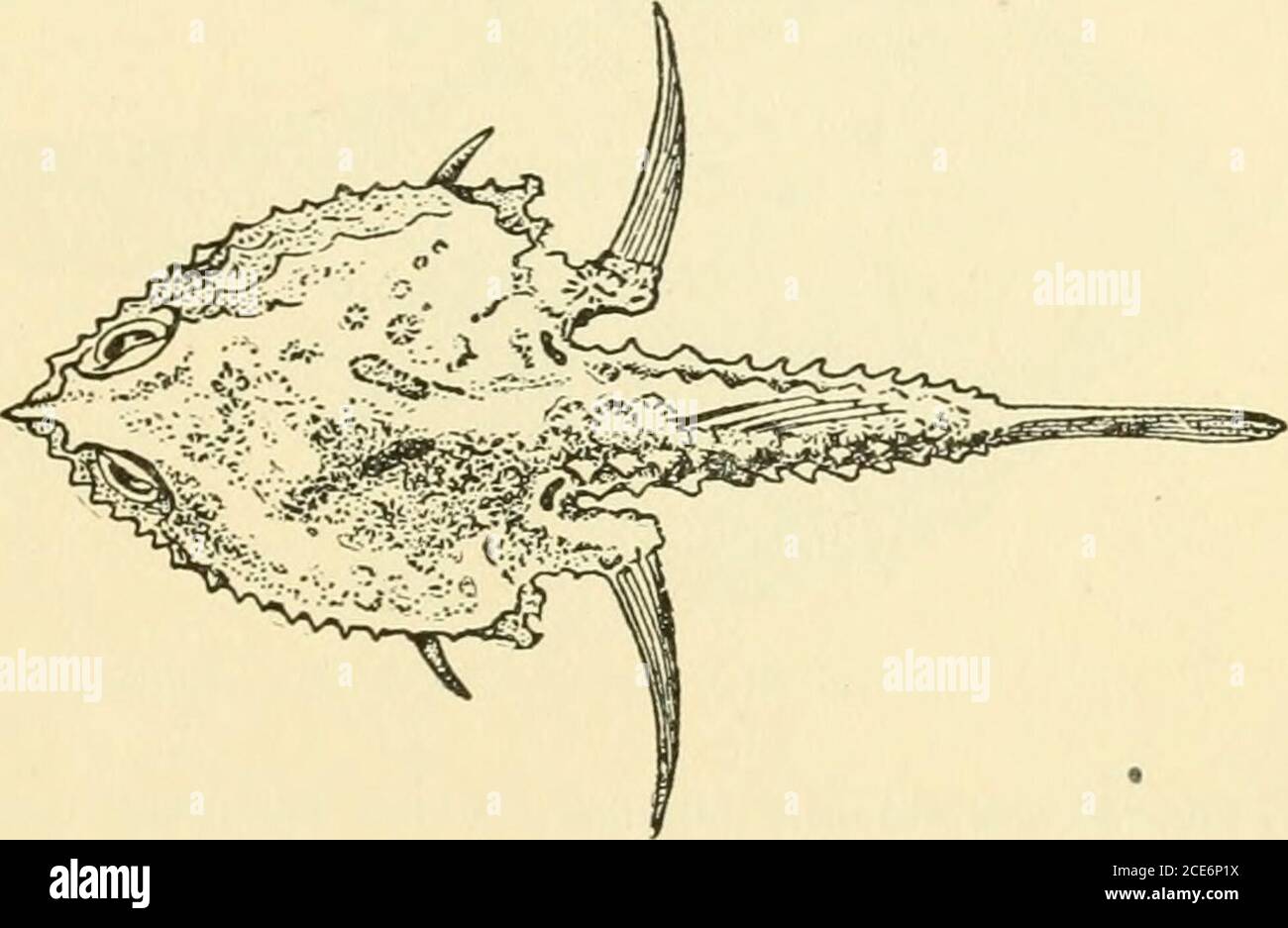 Abyssal fishes Banque de photographies et d’images à haute résolution ...