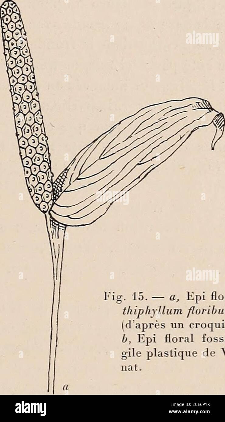 . Moires de la Société logique de France. Palontologie . t ornée de 25 ...