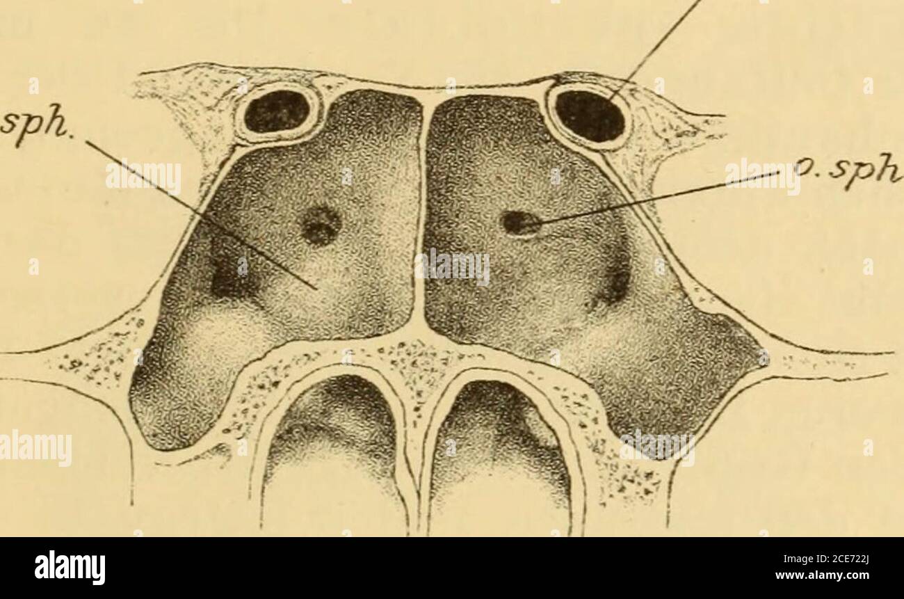 Sinus sphénoïdal Banque de photographies et d’images à haute résolution ...