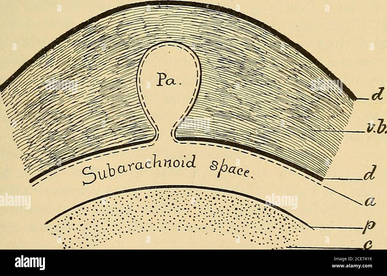 Arachnoid membrane Banque de photographies et d’images à haute ...