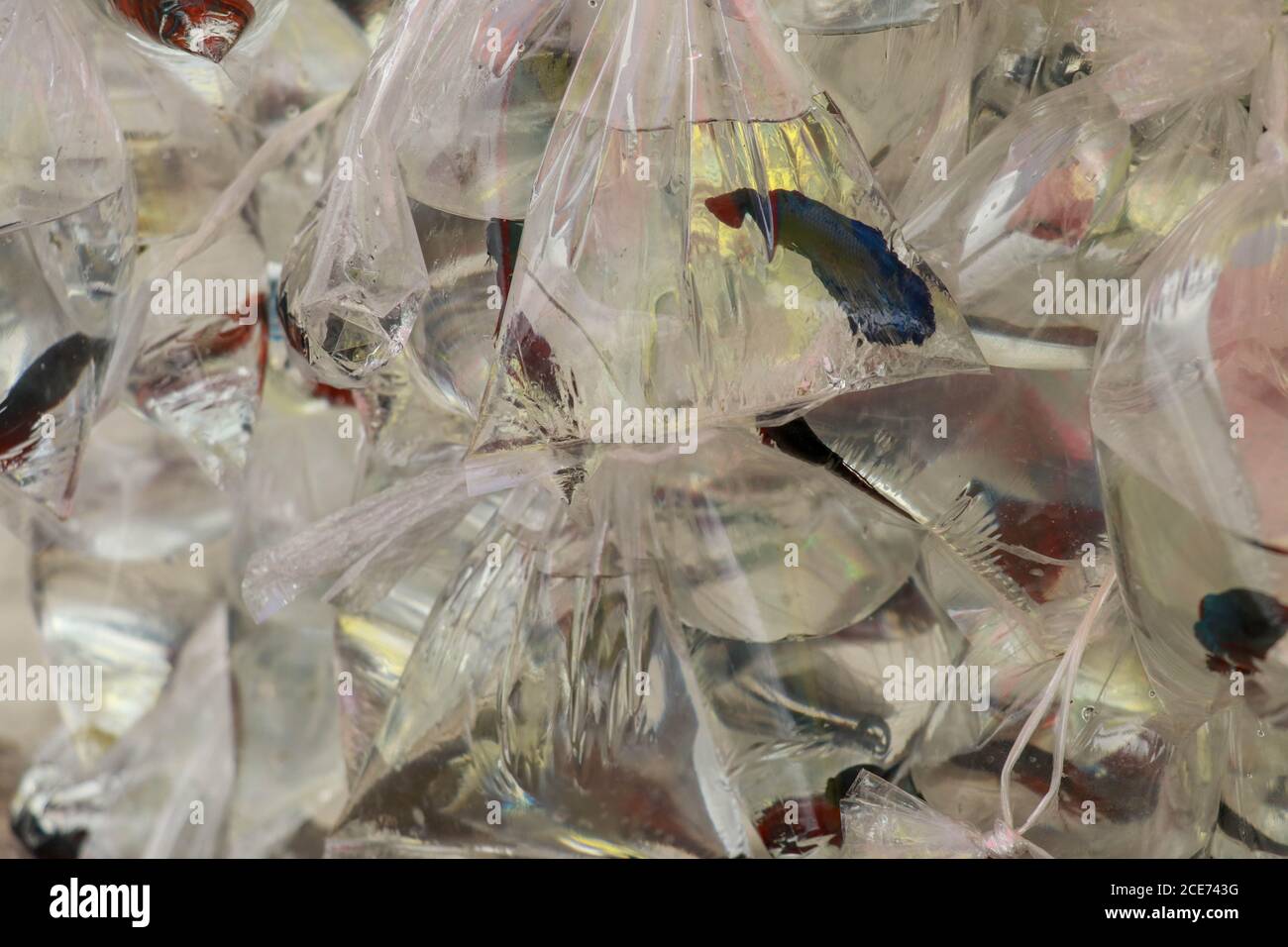 Poisson betta dans un sac plastique Banque de photographies et d’images ...
