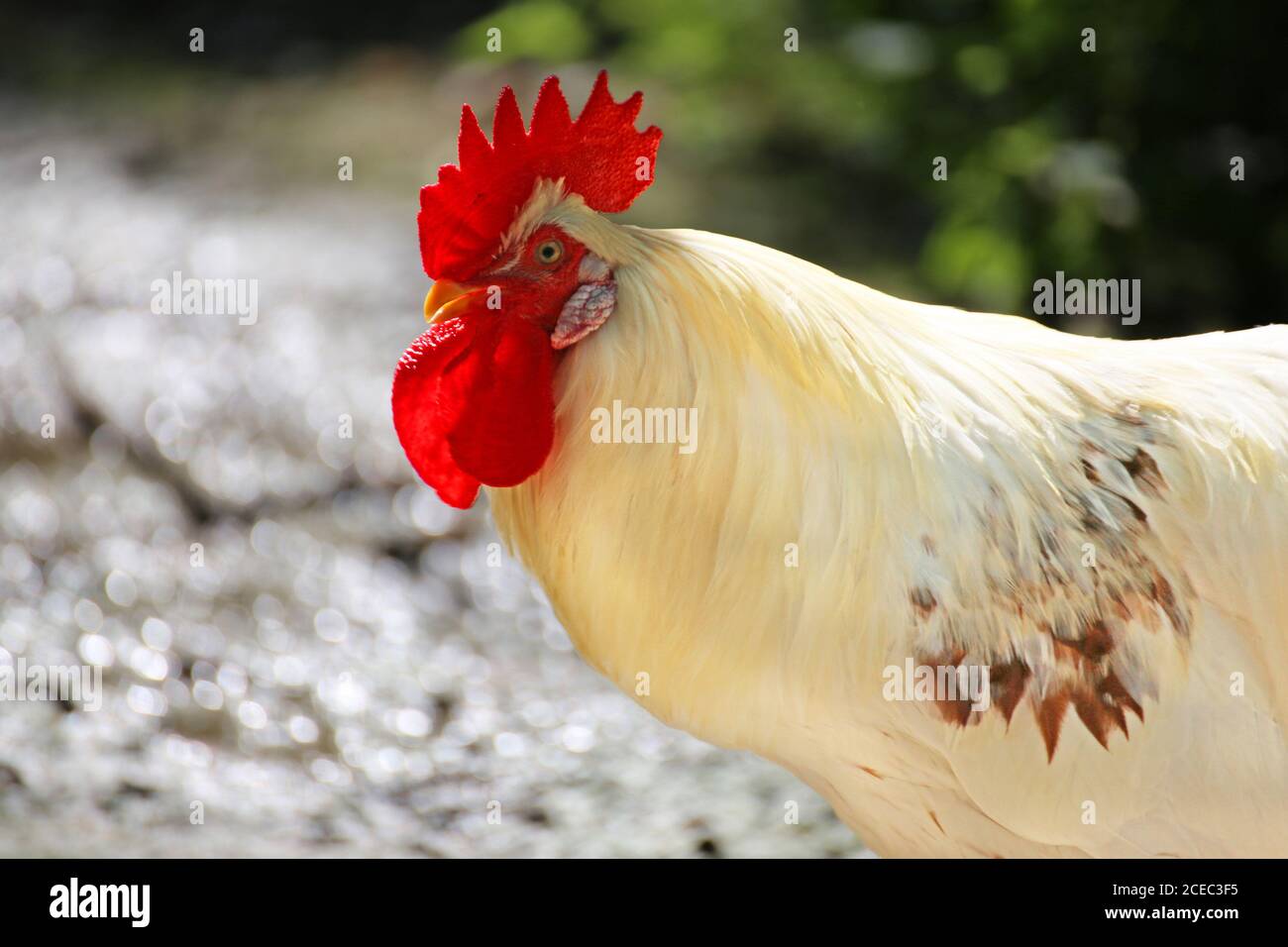 Coq gaulois Banque de photographies et d’images à haute résolution - Alamy