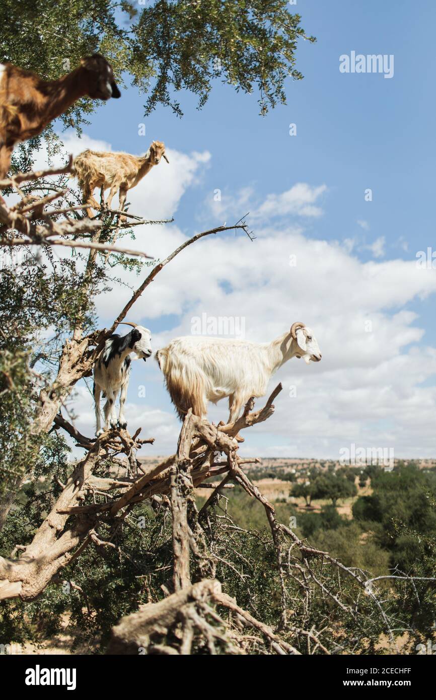 Animal de ferme dans la campagne marocaine Banque de photographies et d ...