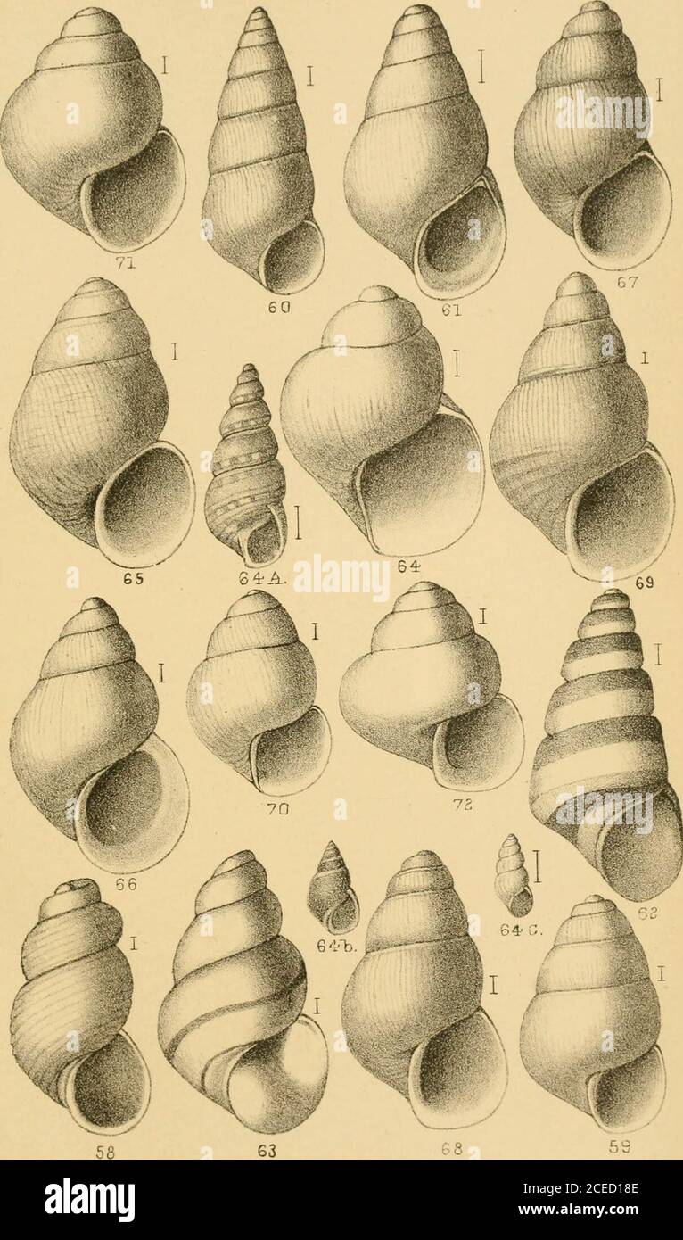 . Manuel de conchologie, structural et systématique : avec ...