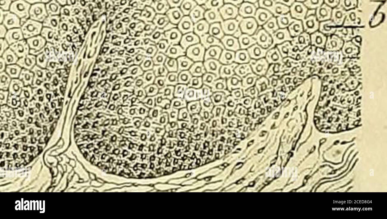 La luette Banque de photographies et d’images à haute résolution - Alamy