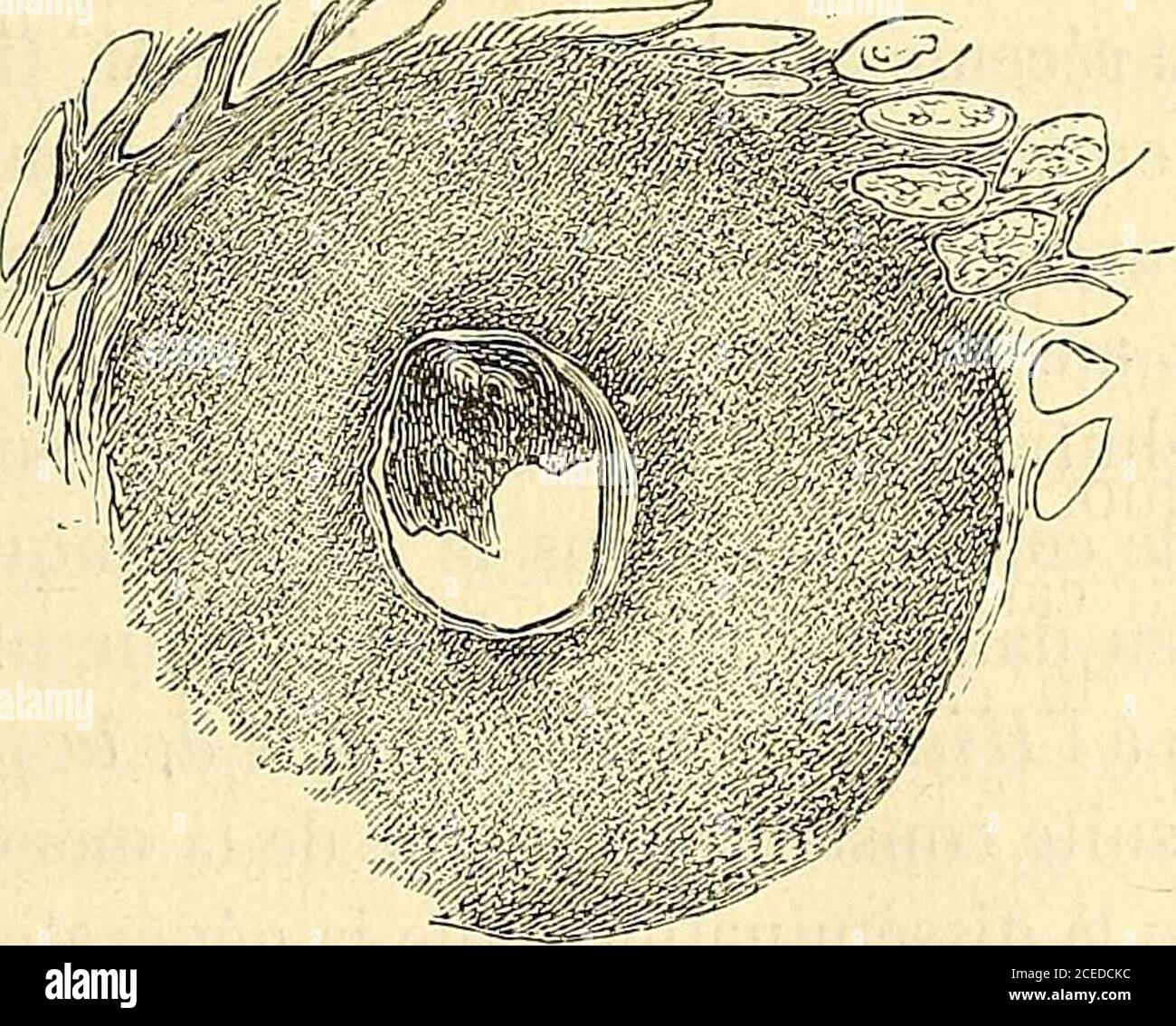 . Manuel d'histologie expérimentale. Tairhe intense et berccération de ...