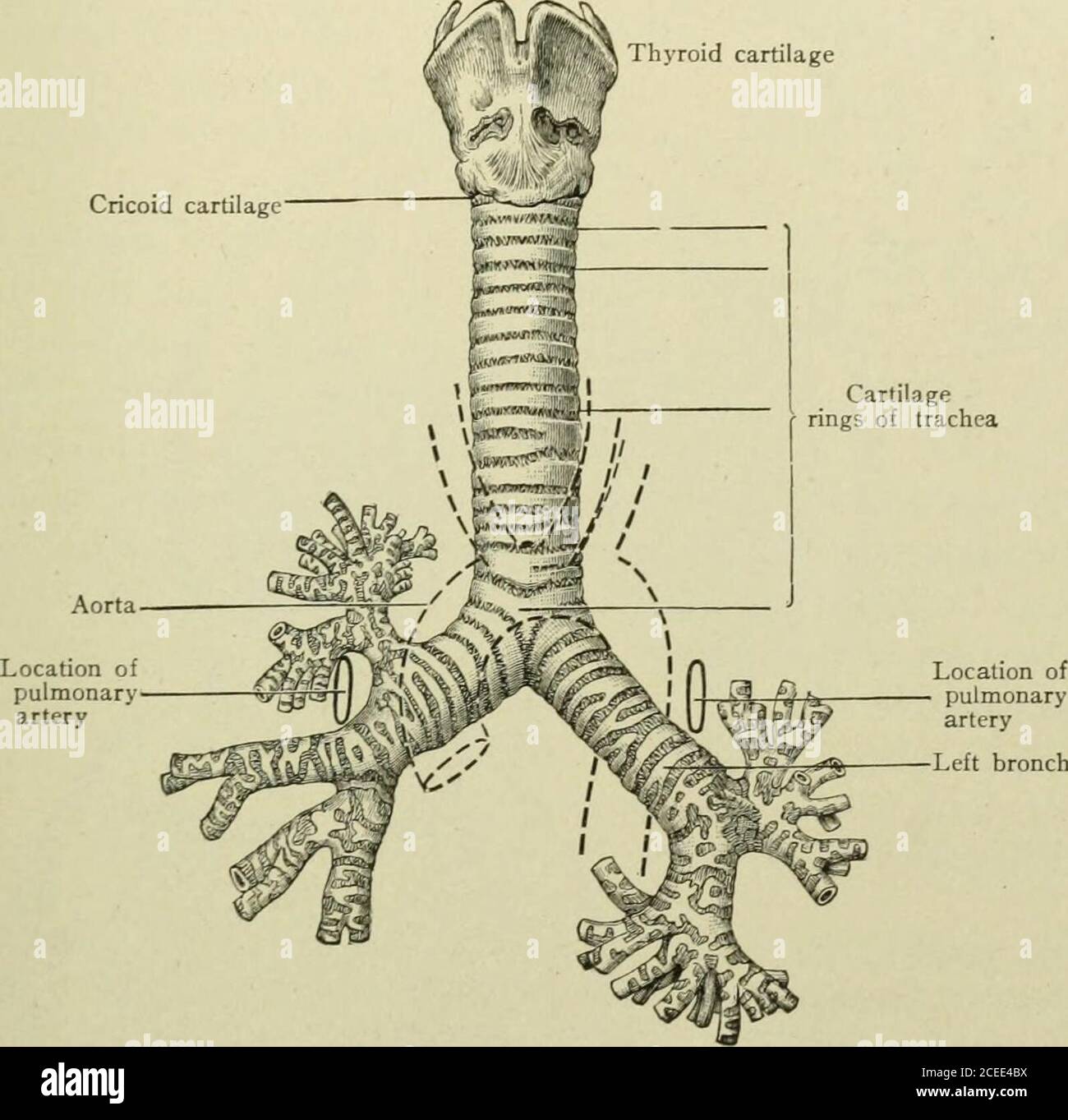 . Livre de texte de l'anatomie et de la physiologie pour les ...