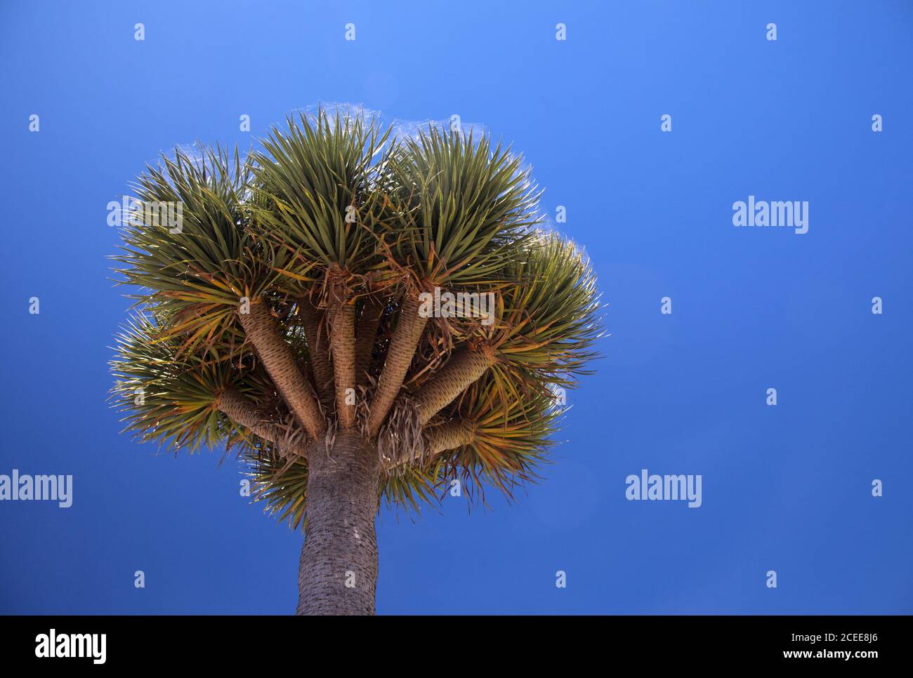 Yucca draco Banque de photographies et d’images à haute résolution - Alamy