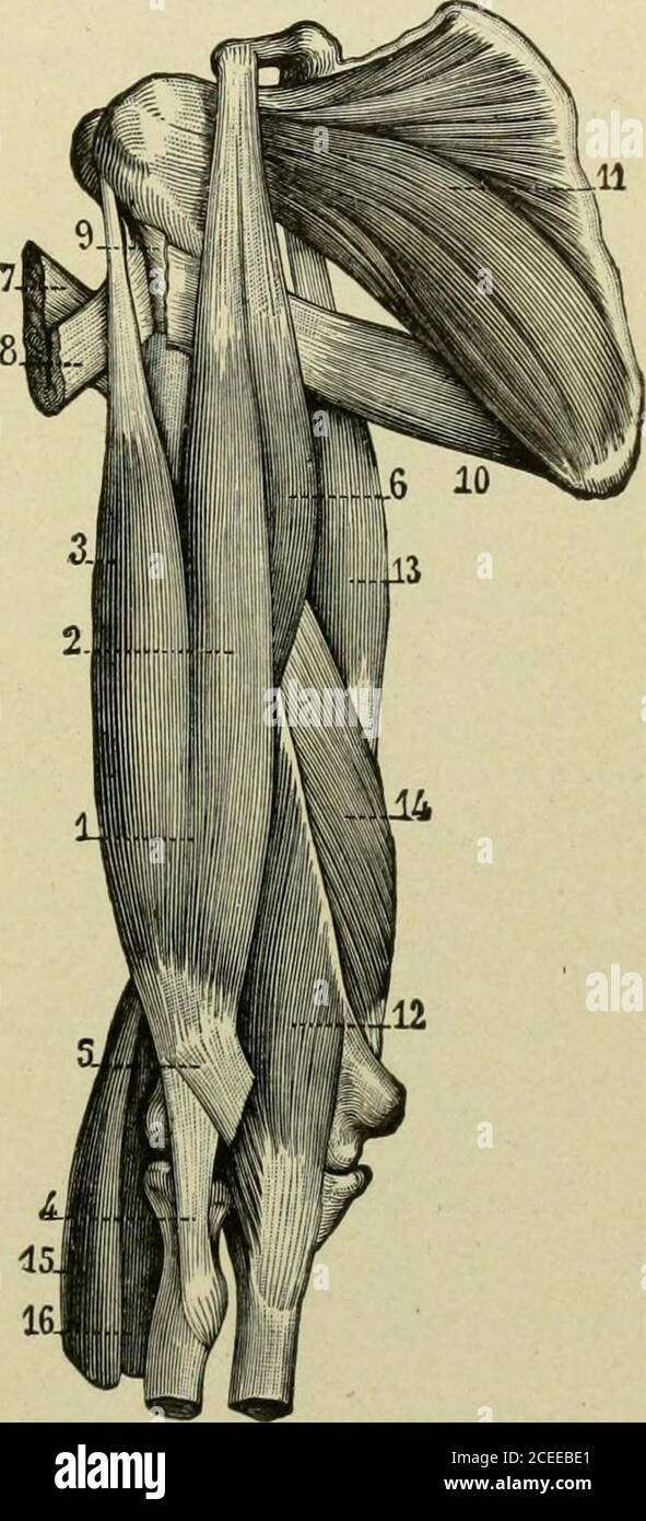 Nerf musculo cutané Banque de photographies et d’images à haute ...