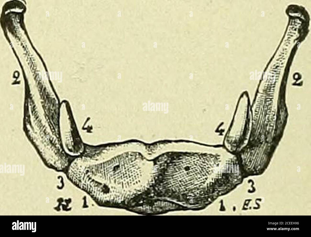 . Livre de texte sur l'anatomie et la physiologie pour les infirmières ...