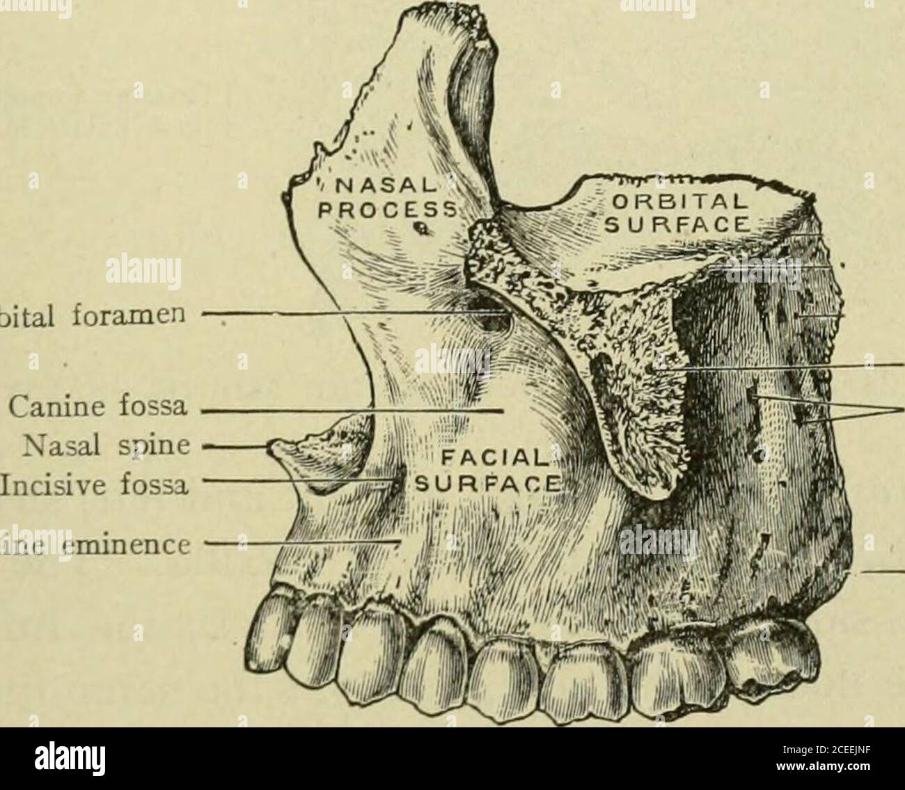 . Livre de texte sur l'anatomie et la physiologie pour les infirmières ...