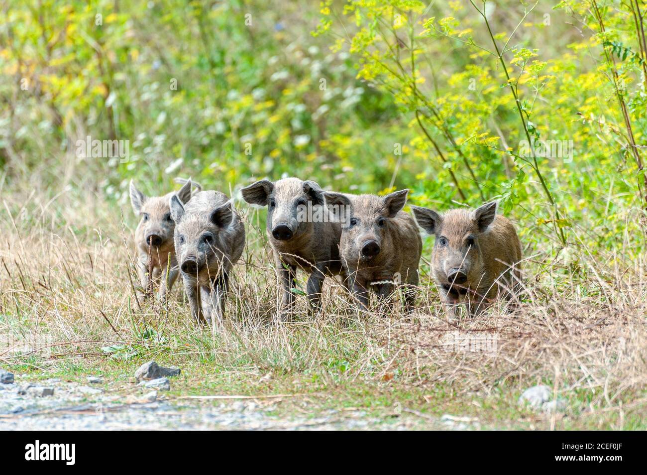 Famille De Cochons Banque d'image et photos - Alamy