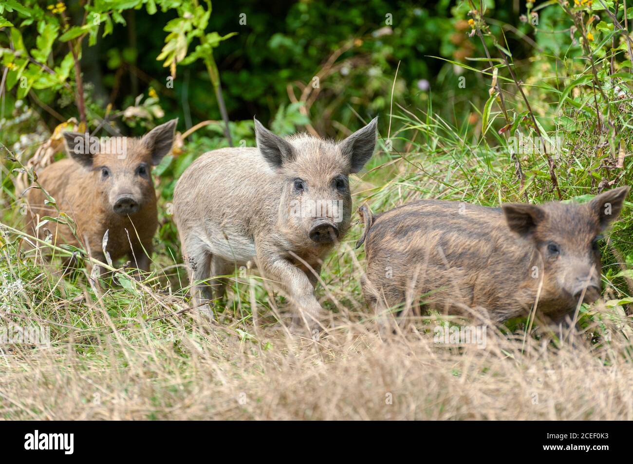 Groin Cochon Banque d'image et photos - Alamy