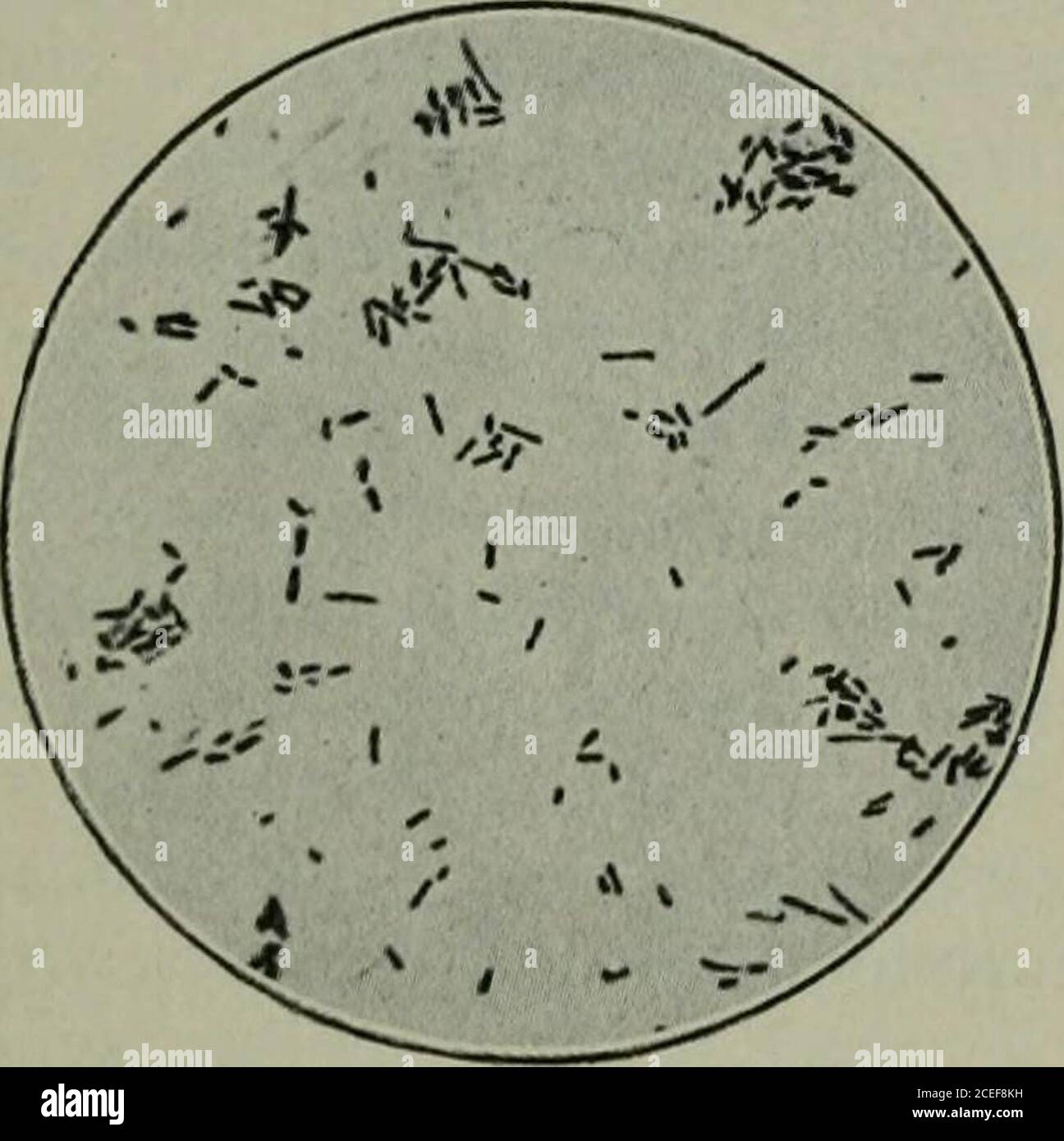 . Micro-organismes pathogènes, y compris les bactéries et Protozoa; un ...