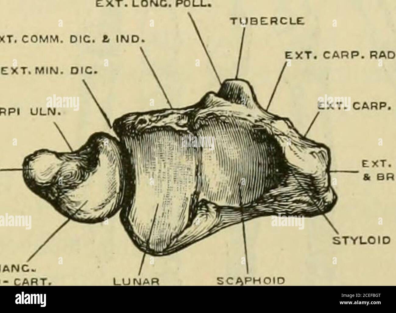 Processus styloïde Banque de photographies et d’images à haute ...