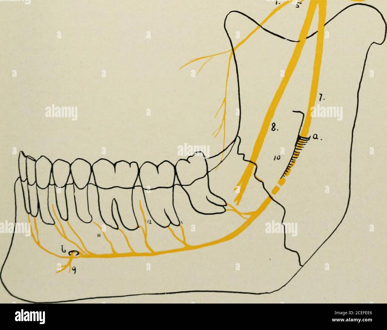 Buccal nerve Banque de photographies et d’images à haute résolution - Alamy