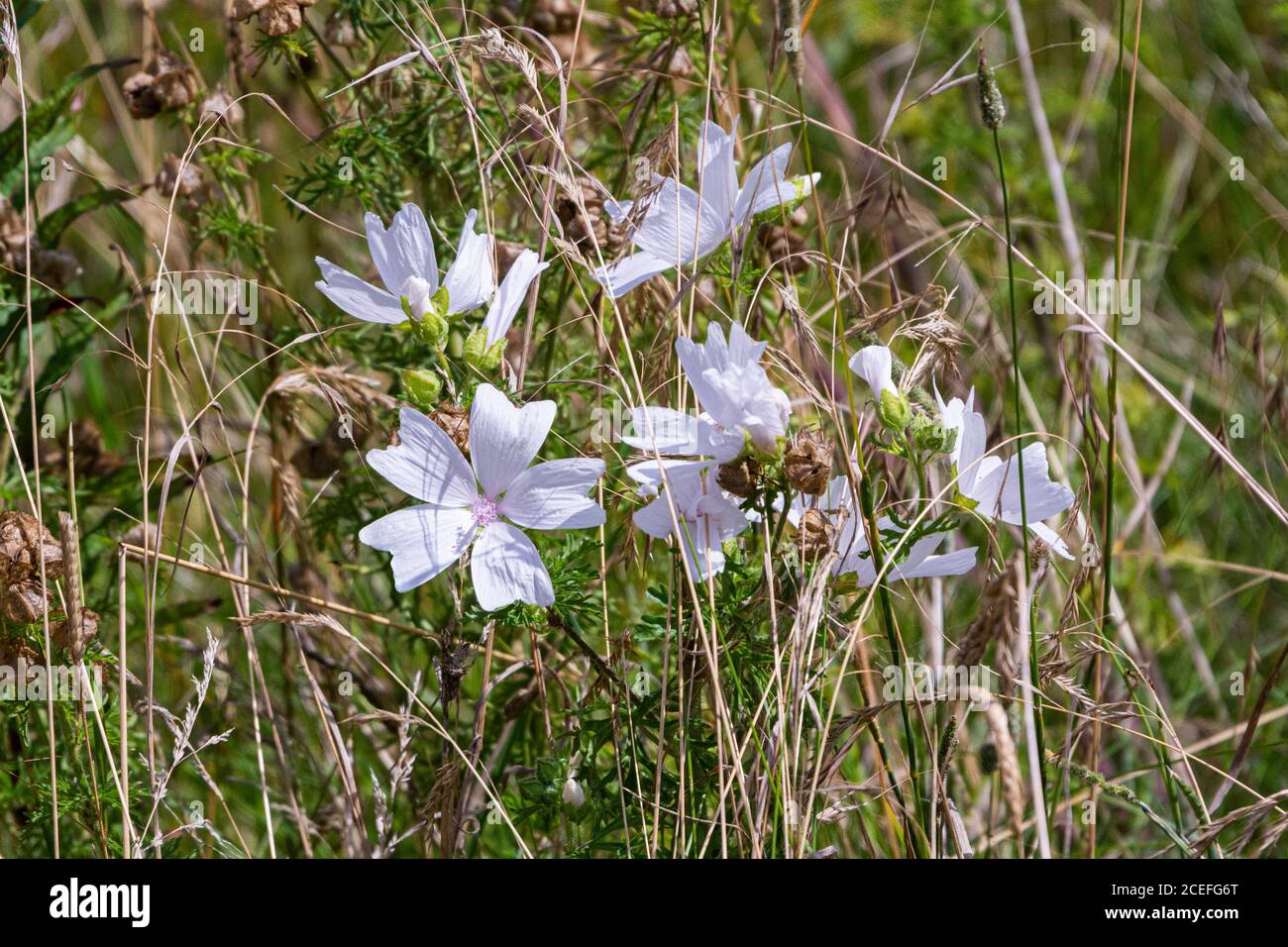 Syn malva moschata blanc neige Banque de photographies et d’images à ...
