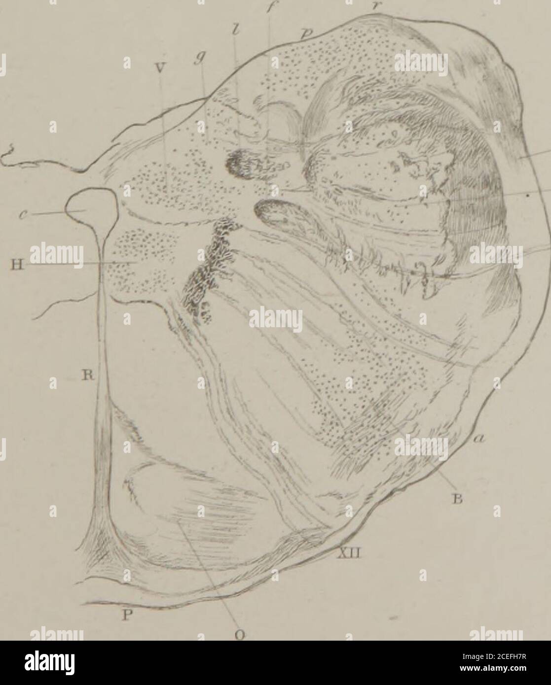 . La substance grise de la médulla oblongata et du trapèze. Fig. 7 ...