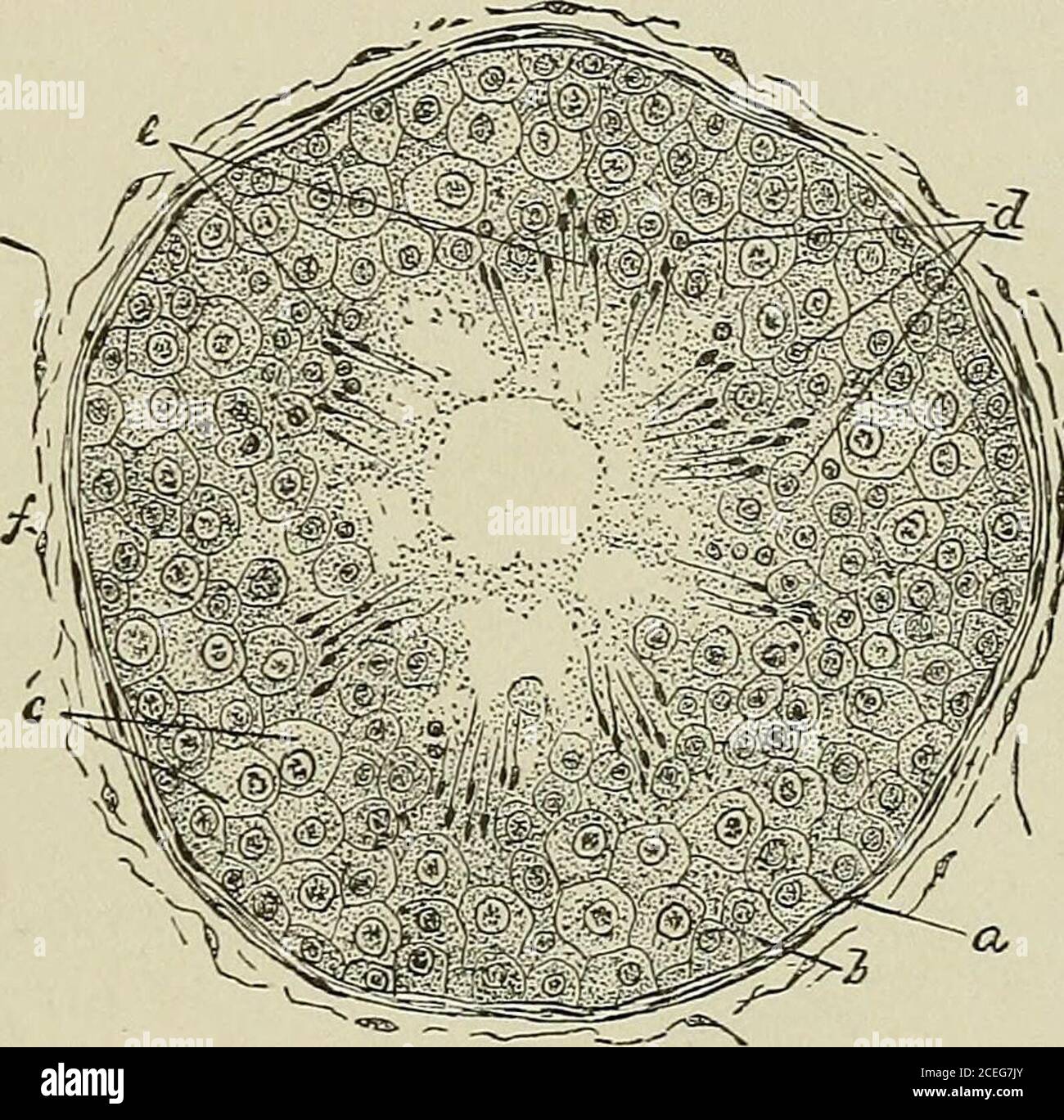 Epididyme coupe histologie Banque de photographies et d’images à haute ...