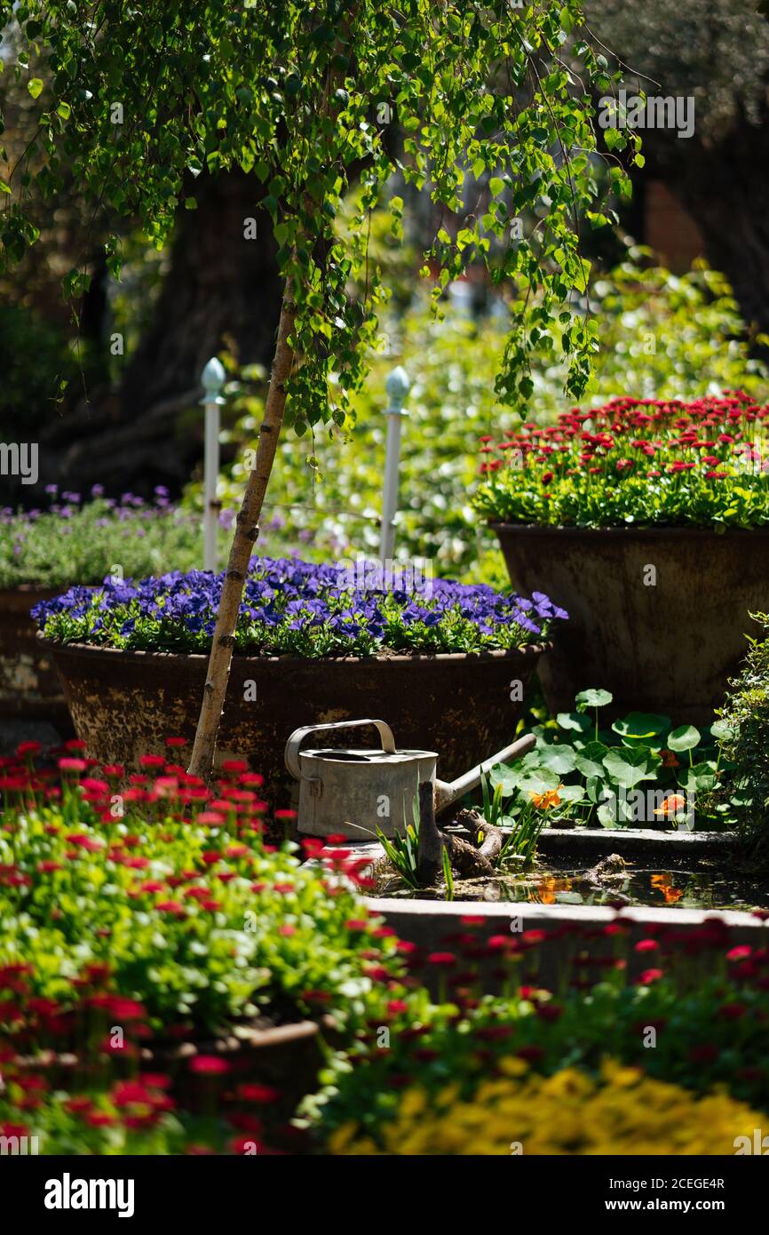 Multicolor flowers Banque de photographies et d’images à haute ...